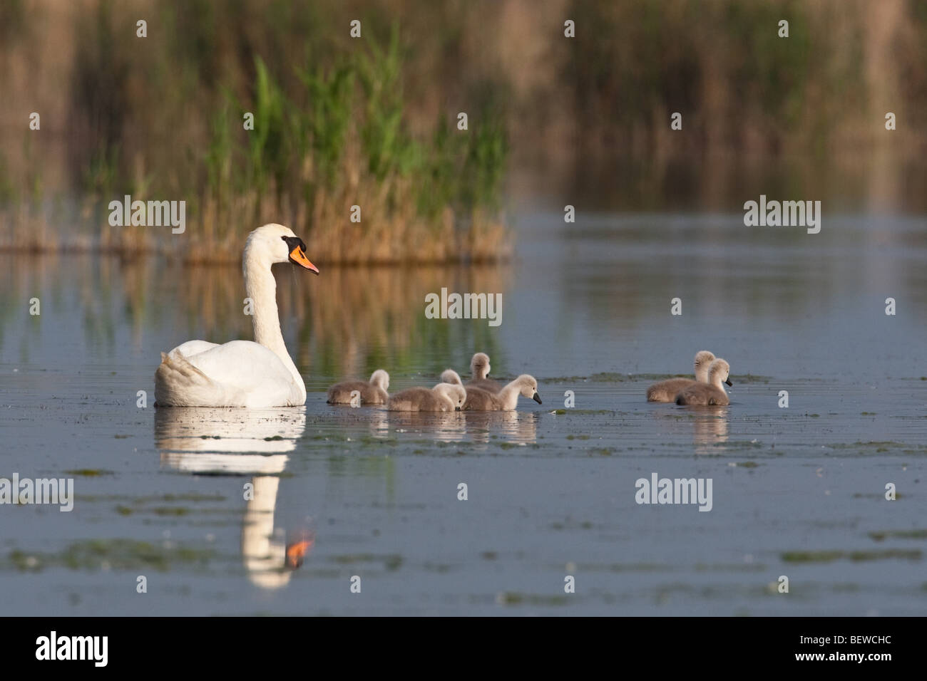 swan family, full shot Stock Photo - Alamy