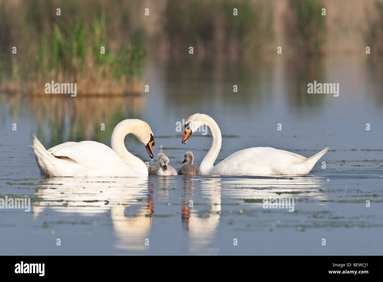 Full swan hi-res stock photography and images - Alamy