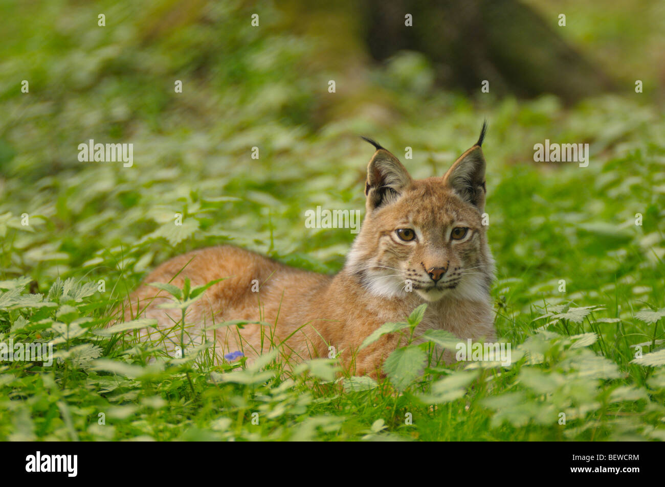 Lynx (Lynx lynx) lying in forest Stock Photo - Alamy