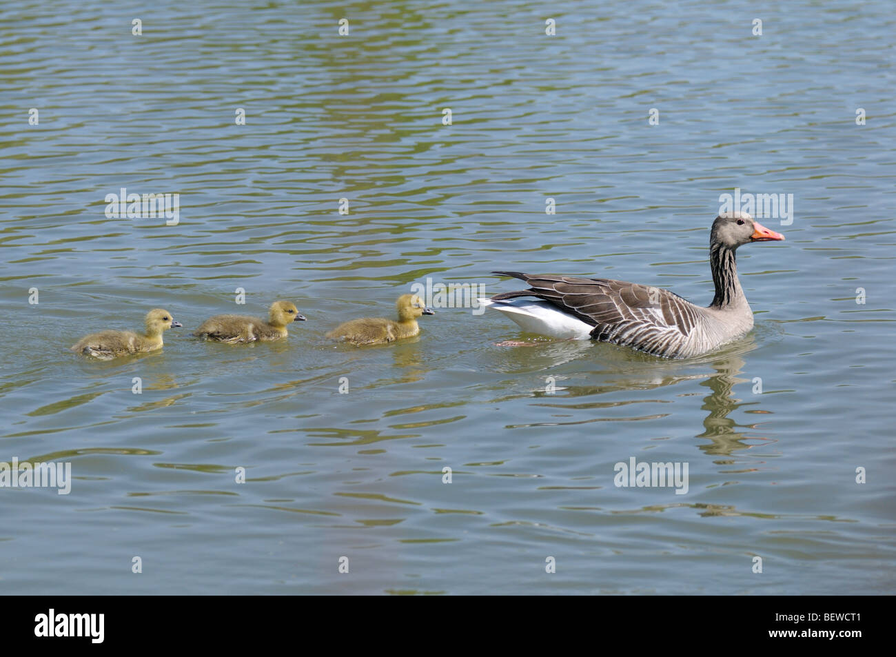 Goose side view hi-res stock photography and images - Alamy