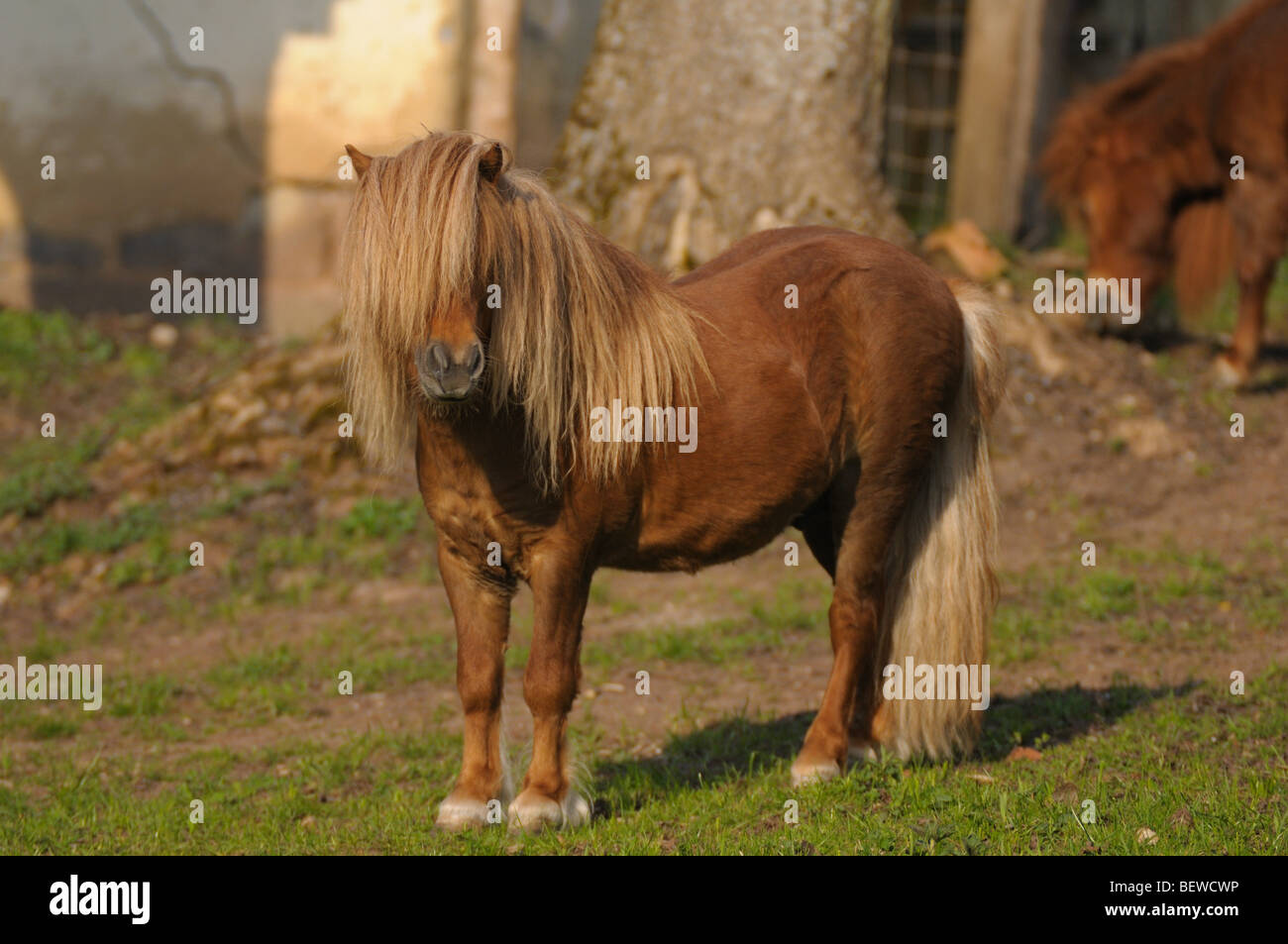 Outdoor pony hi-res stock photography and images - Alamy