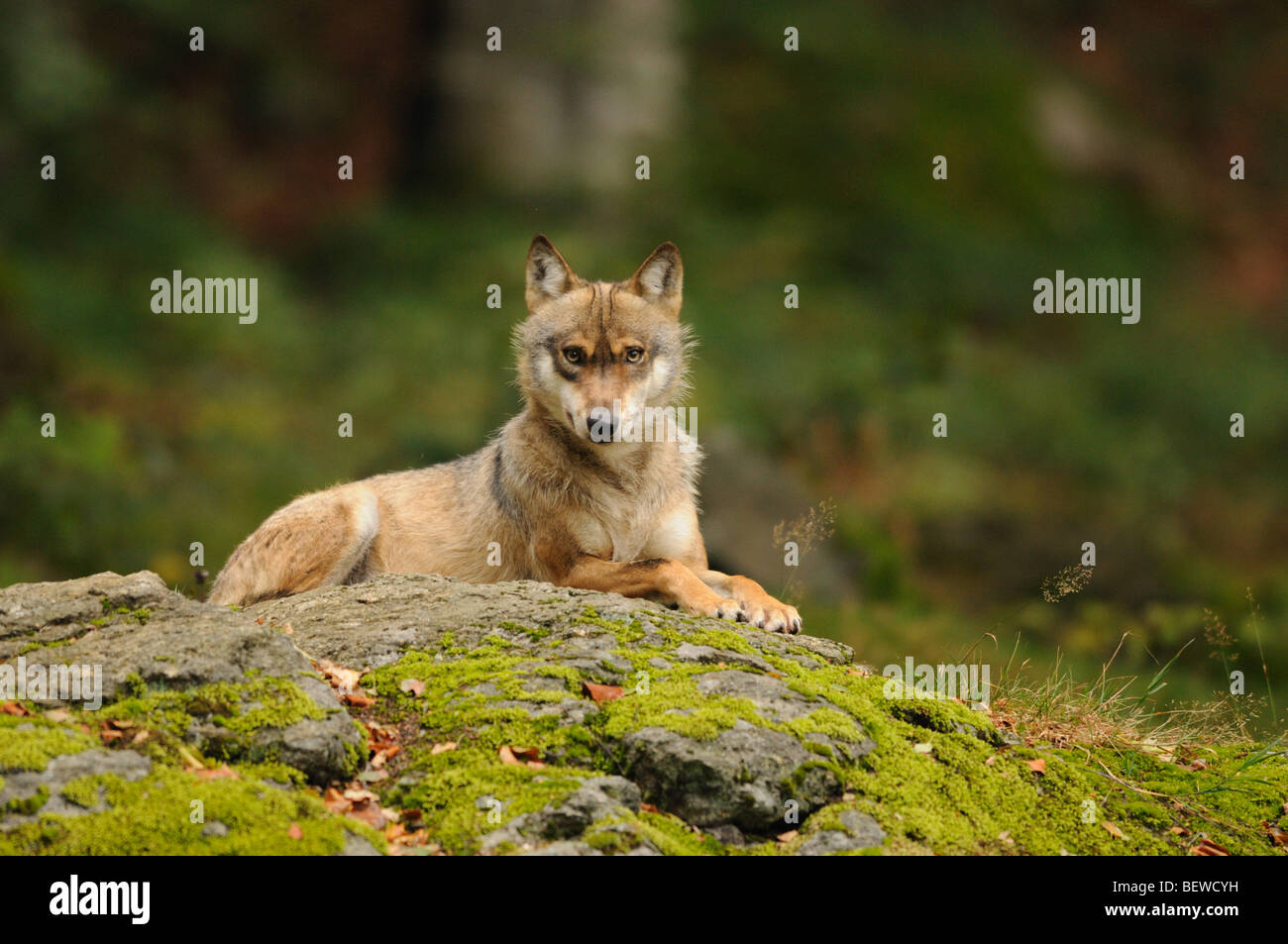 Wolf lying down hi-res stock photography and images - Alamy