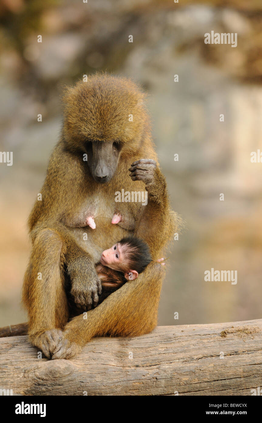 Mother baboon (Papio papio) holding her young, front view Stock Photo ...