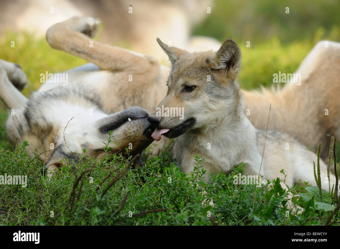 Wolf cubs hi-res stock photography and images - Alamy