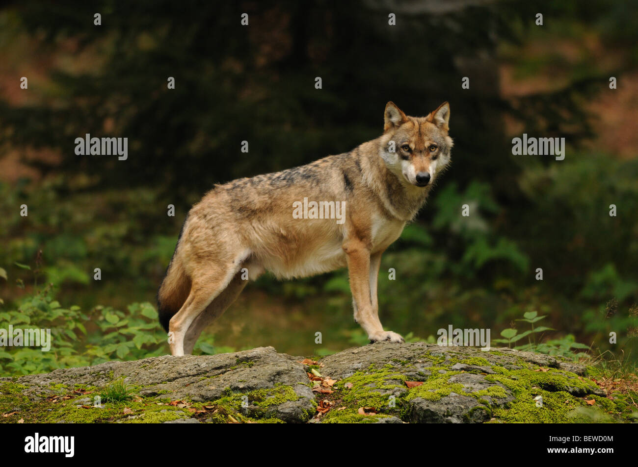 Wolf standing on rock hi-res stock photography and images - Alamy