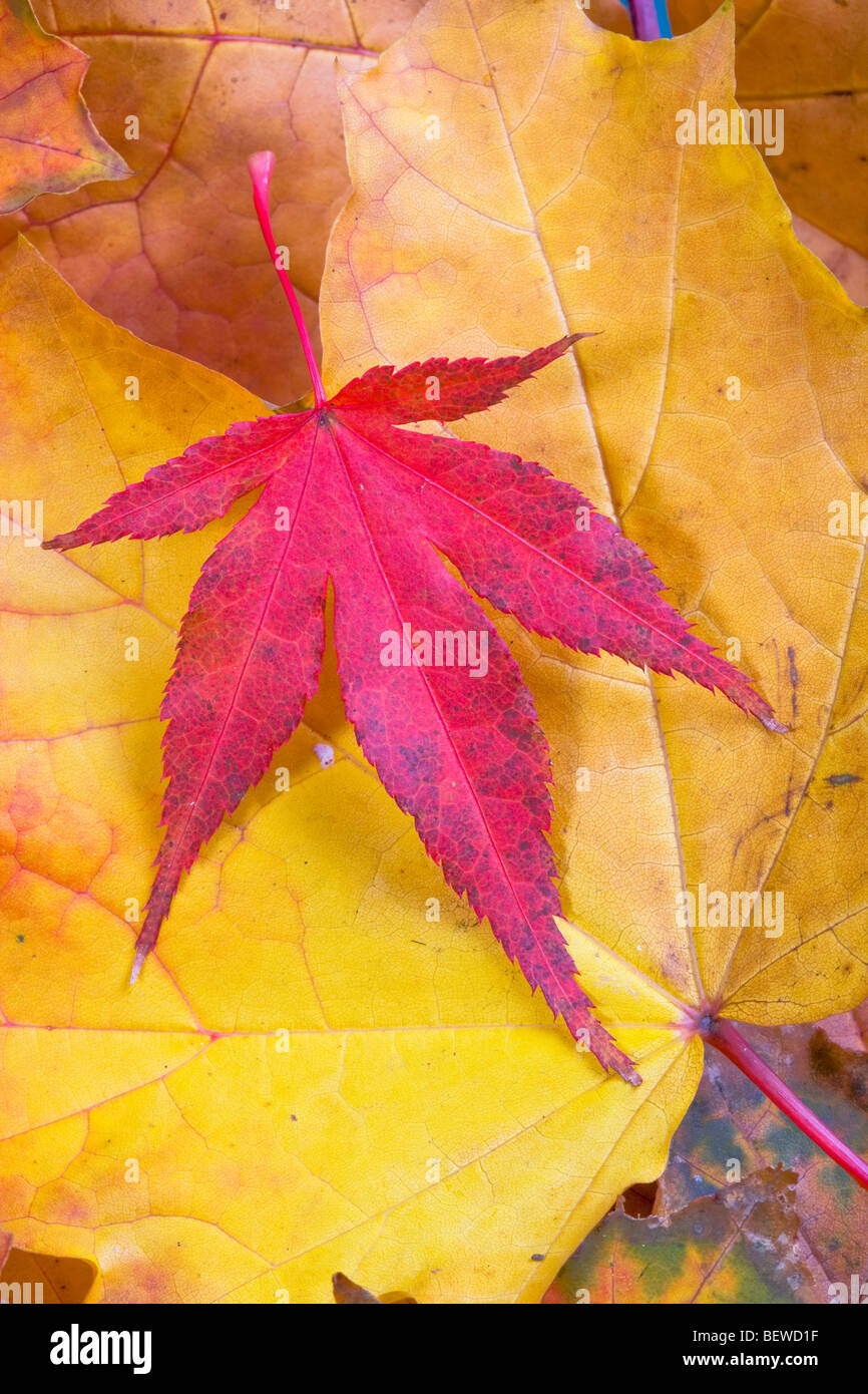 Purple leaved maple hi-res stock photography and images - Alamy