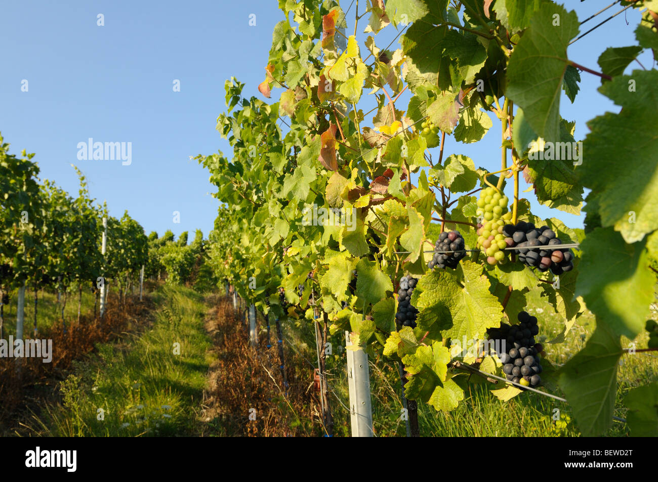 Vines from germany hi-res stock photography and images - Alamy