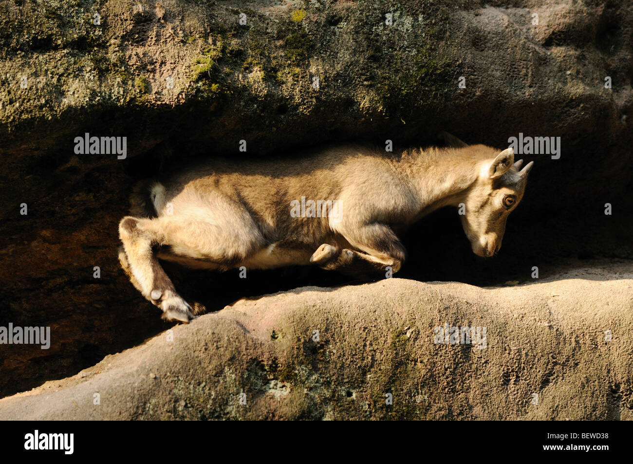 Young Alpine Ibex (Capra ibex) in crevice, side view Stock Photo - Alamy