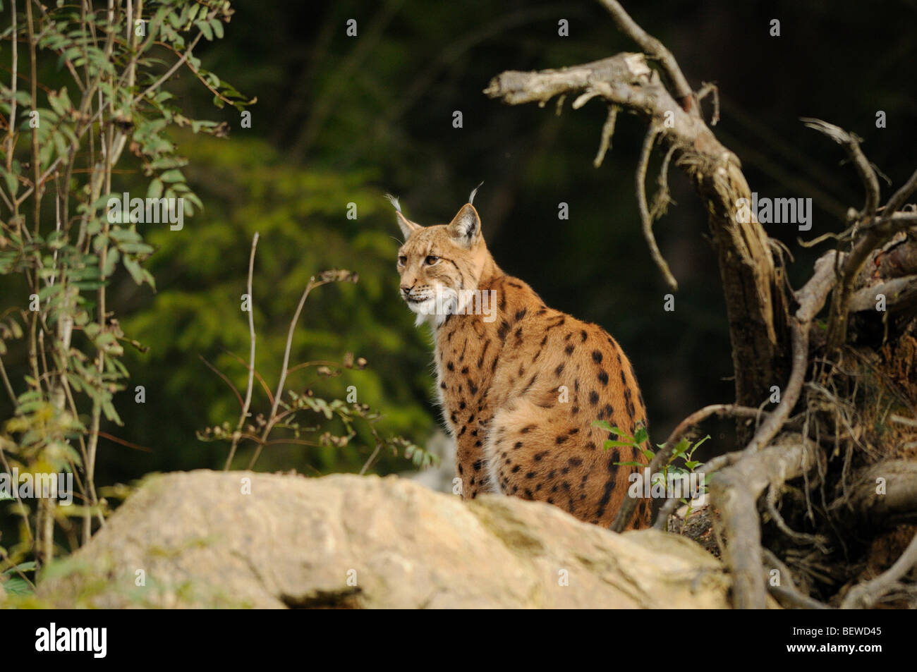 Single lynx lynx lynx sitting on rock hi-res stock photography and ...