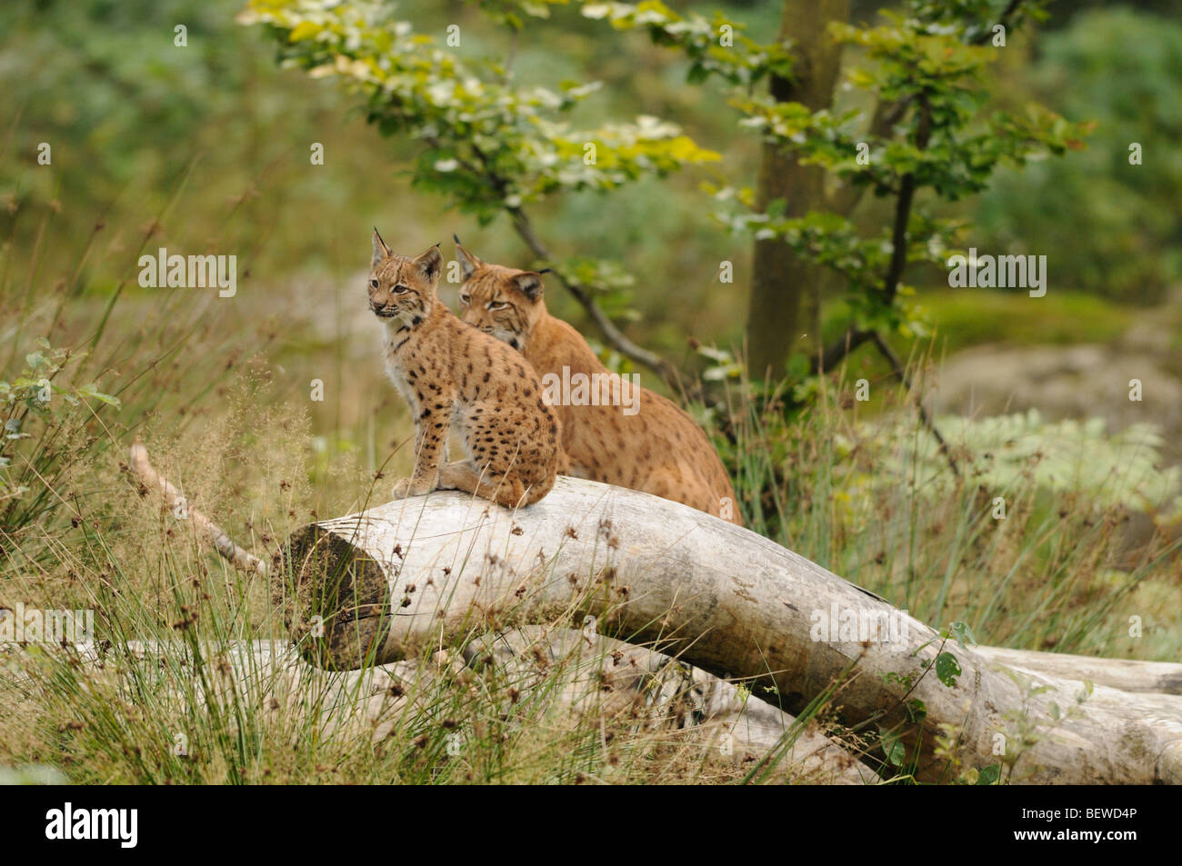 Young Lynx (Lynx lynx) and mother animal sitting on tree trunk ...