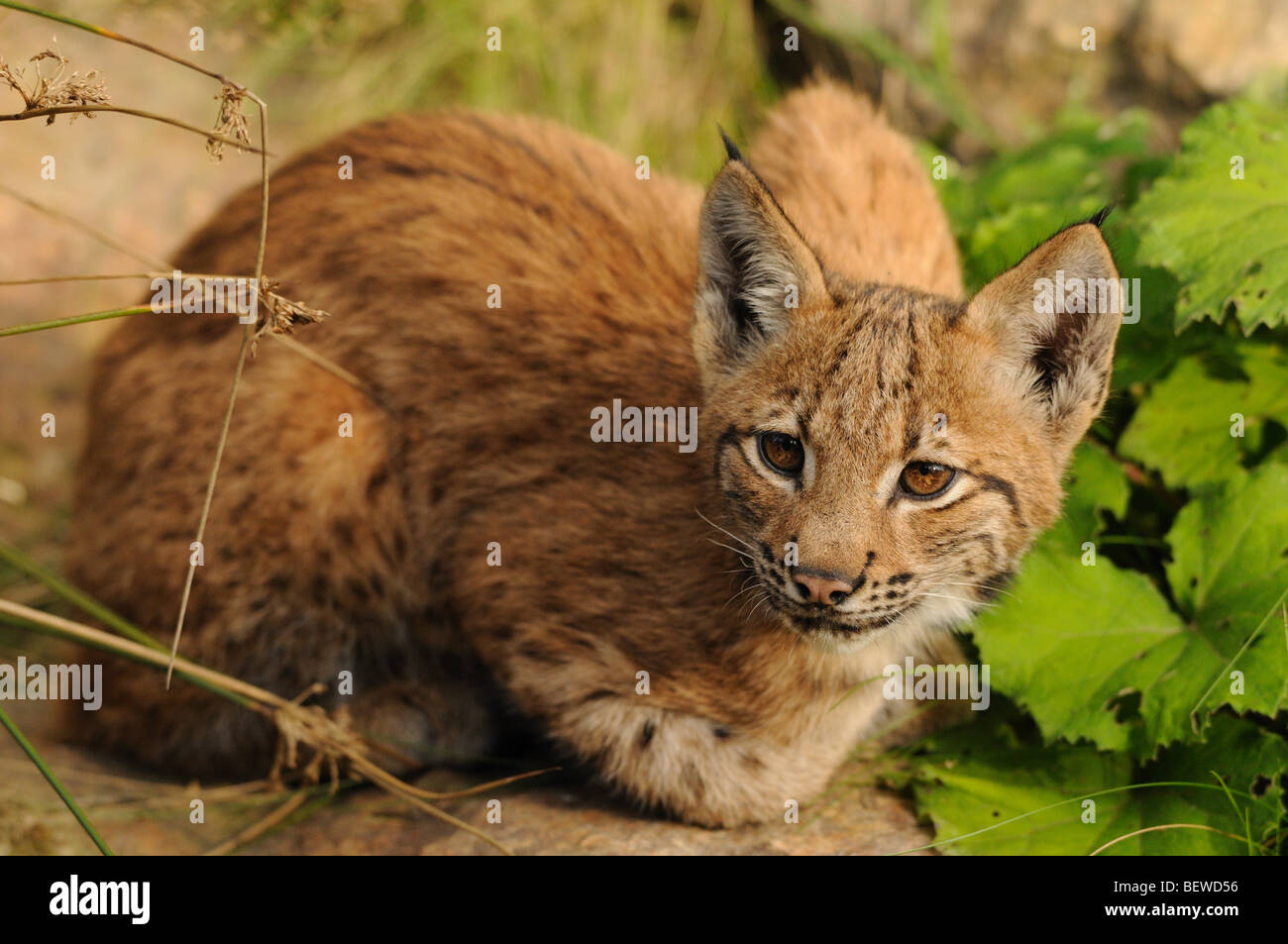 Eurasian lynx lynx lynx young hi-res stock photography and images - Alamy