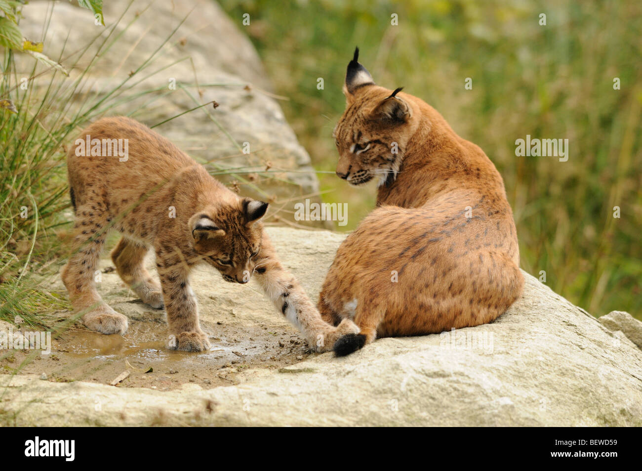 Young Lynx (Lynx lynx) playing with tail of the mother animal, Bavarian ...