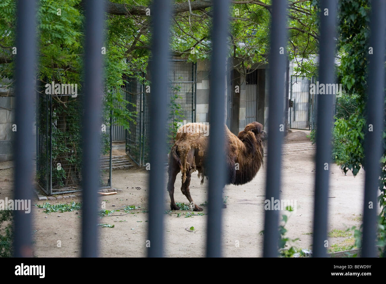 Berlin germany berlin zoo hi-res stock photography and images - Alamy