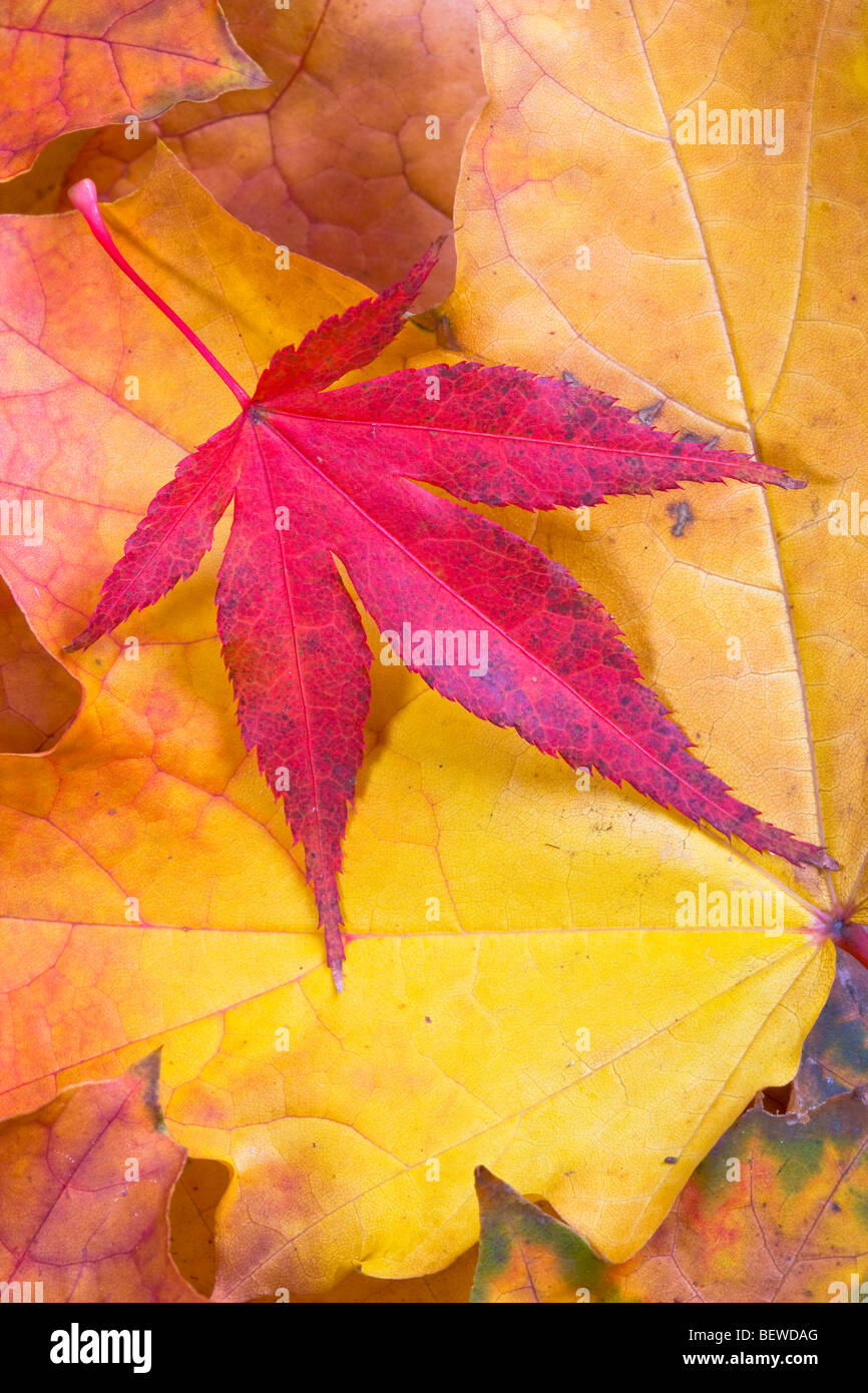 Purple leaf sycamore maple hi-res stock photography and images - Alamy