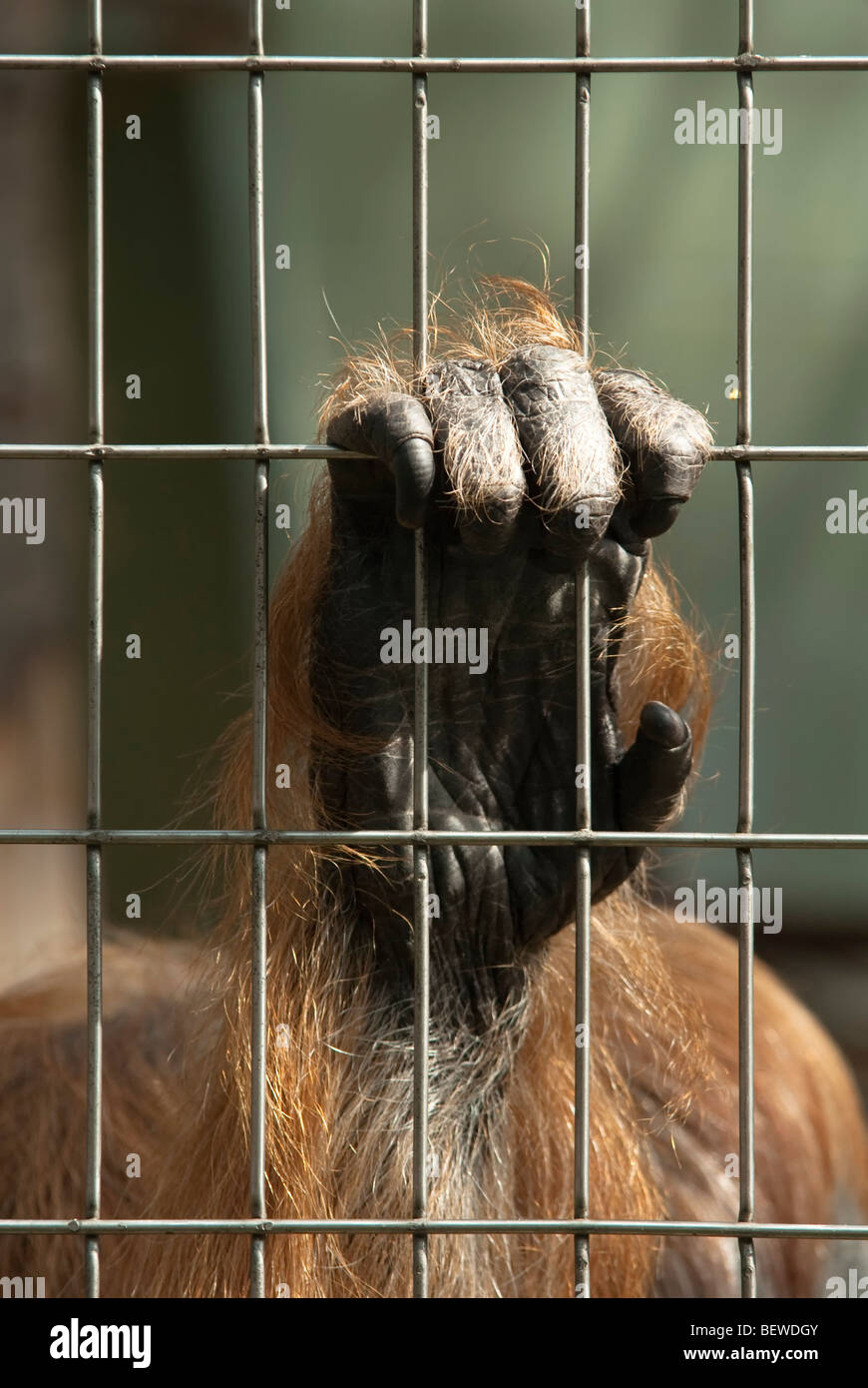 Hand of an ape grabbing through bars, Frankfurt Zoological Garden ...