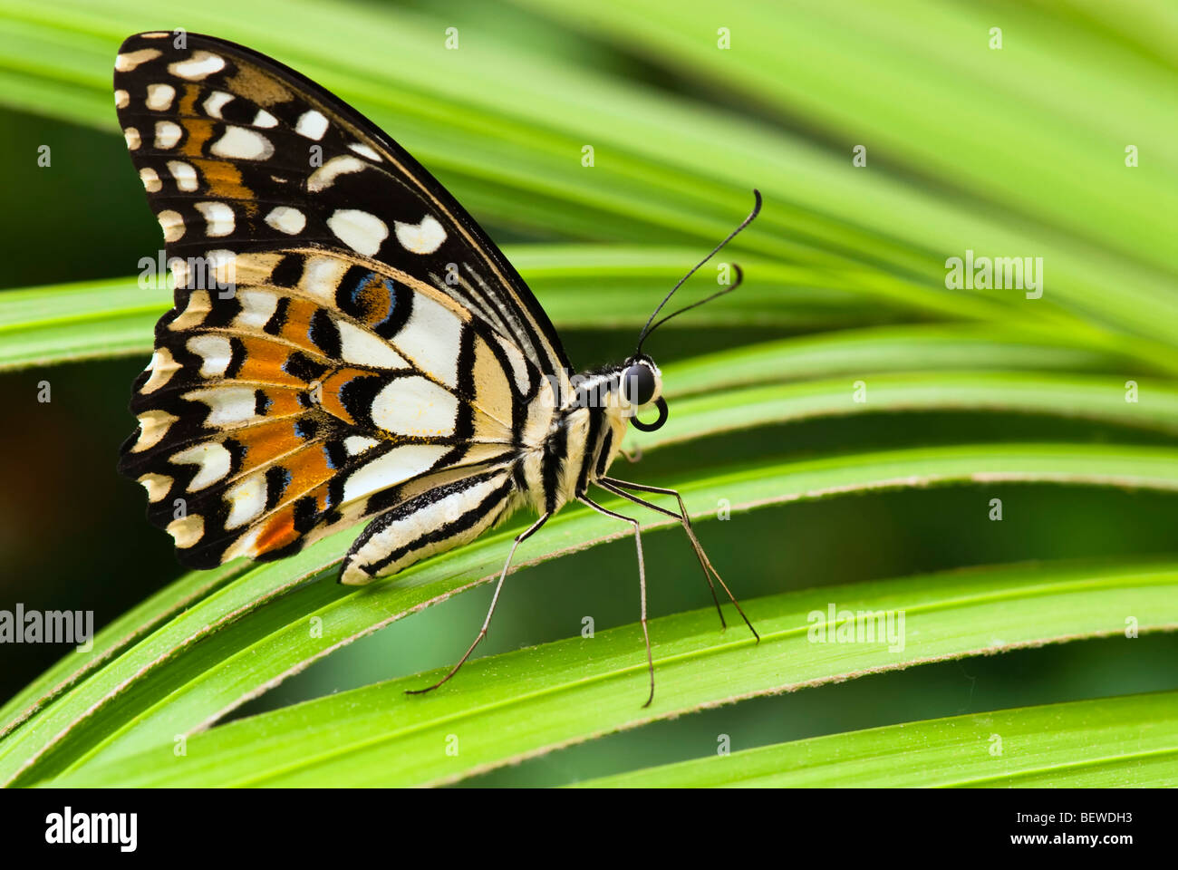 Butterfly on leaf, side view Stock Photo - Alamy