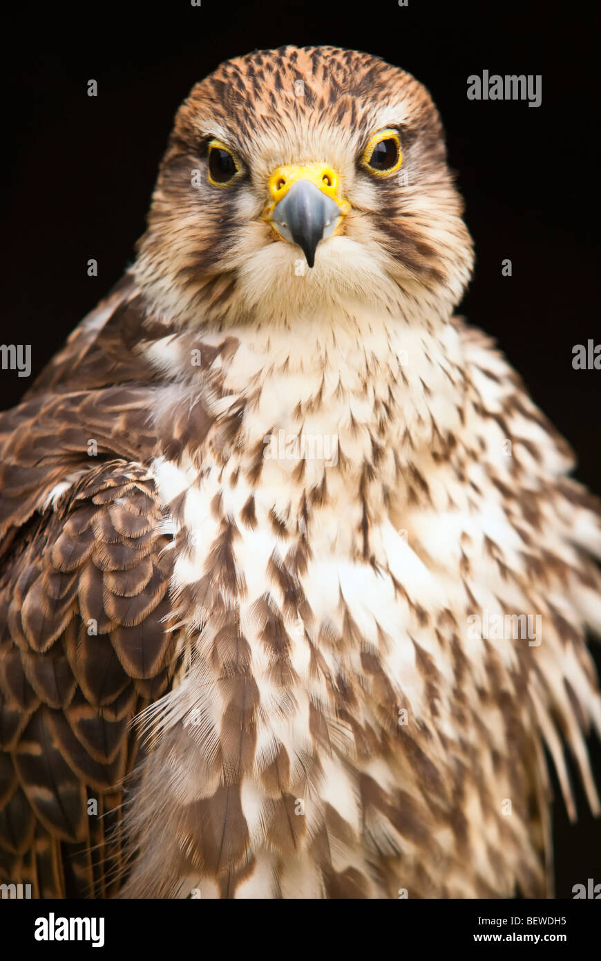 Falcon, portrait, front view, Grosser Feldberg, Germany Stock Photo - Alamy