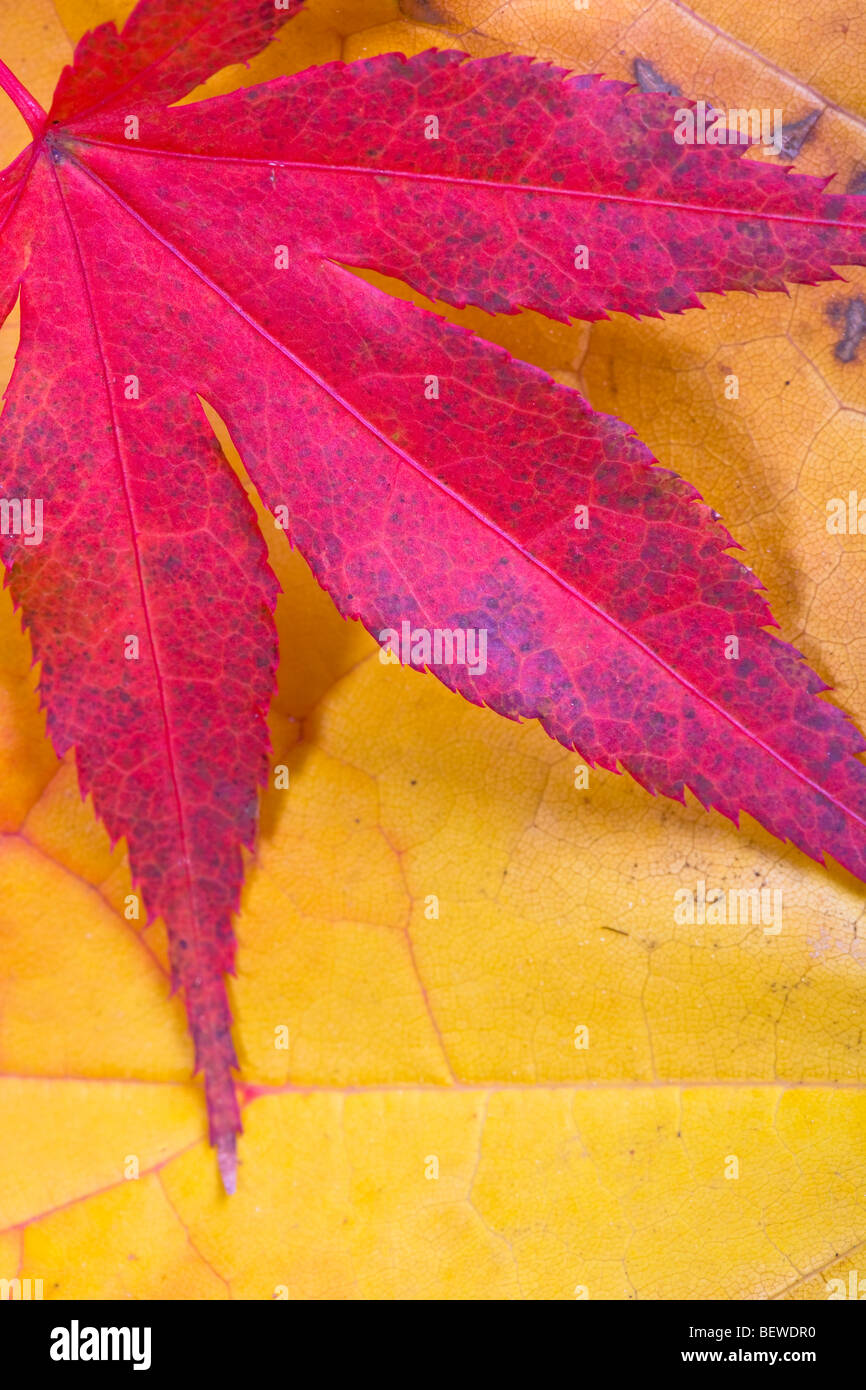 Autumn Leaves Sycamore and Purple Leaved Maple Stock Photo - Alamy