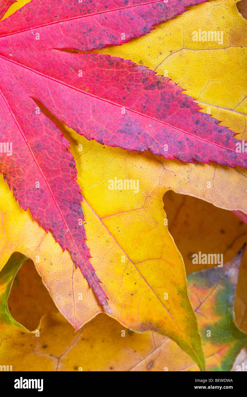 Autumn Leaves Sycamore and Purple Leaved Maple Stock Photo - Alamy