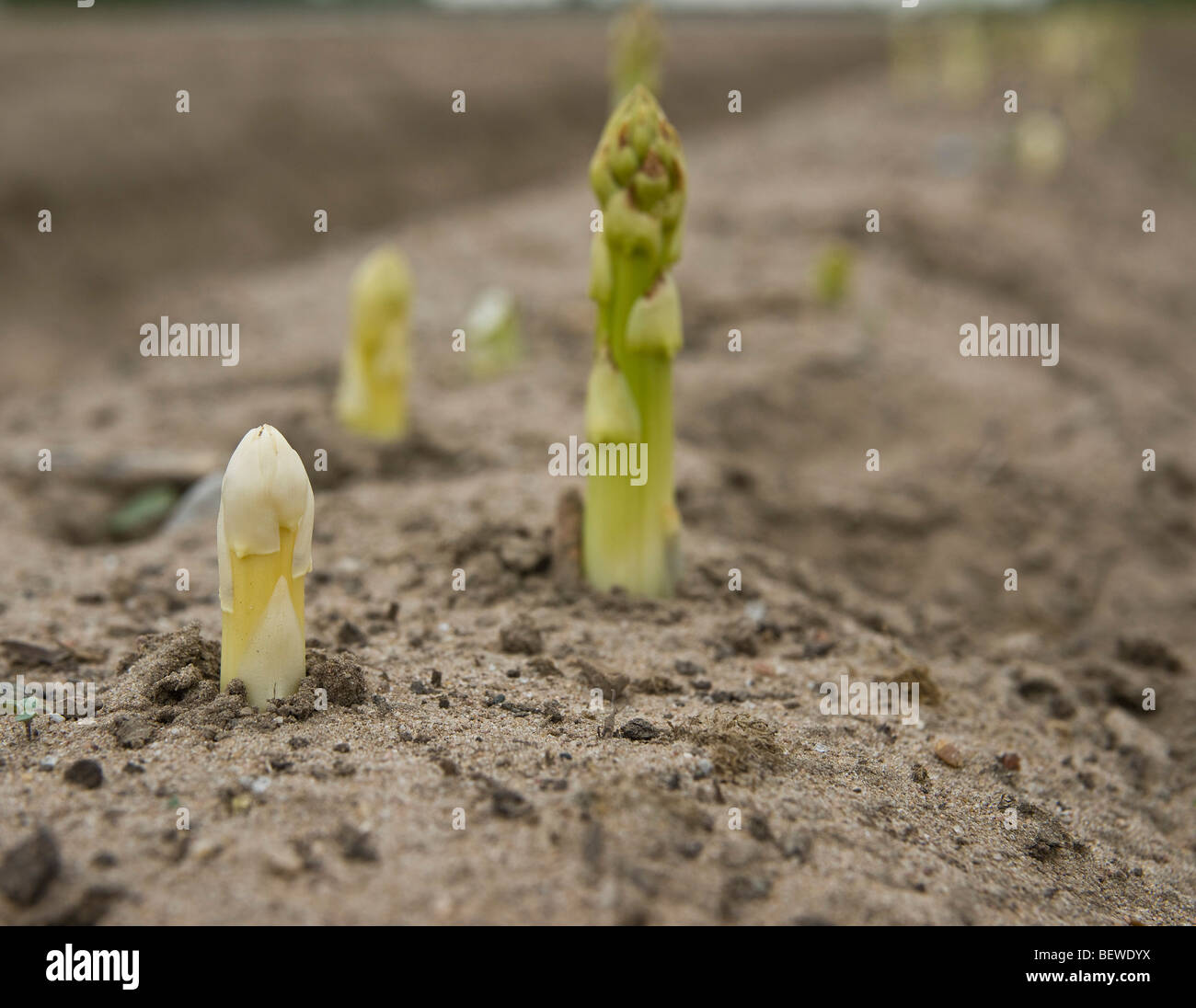Asparagus growing on a field, close-up Stock Photo - Alamy