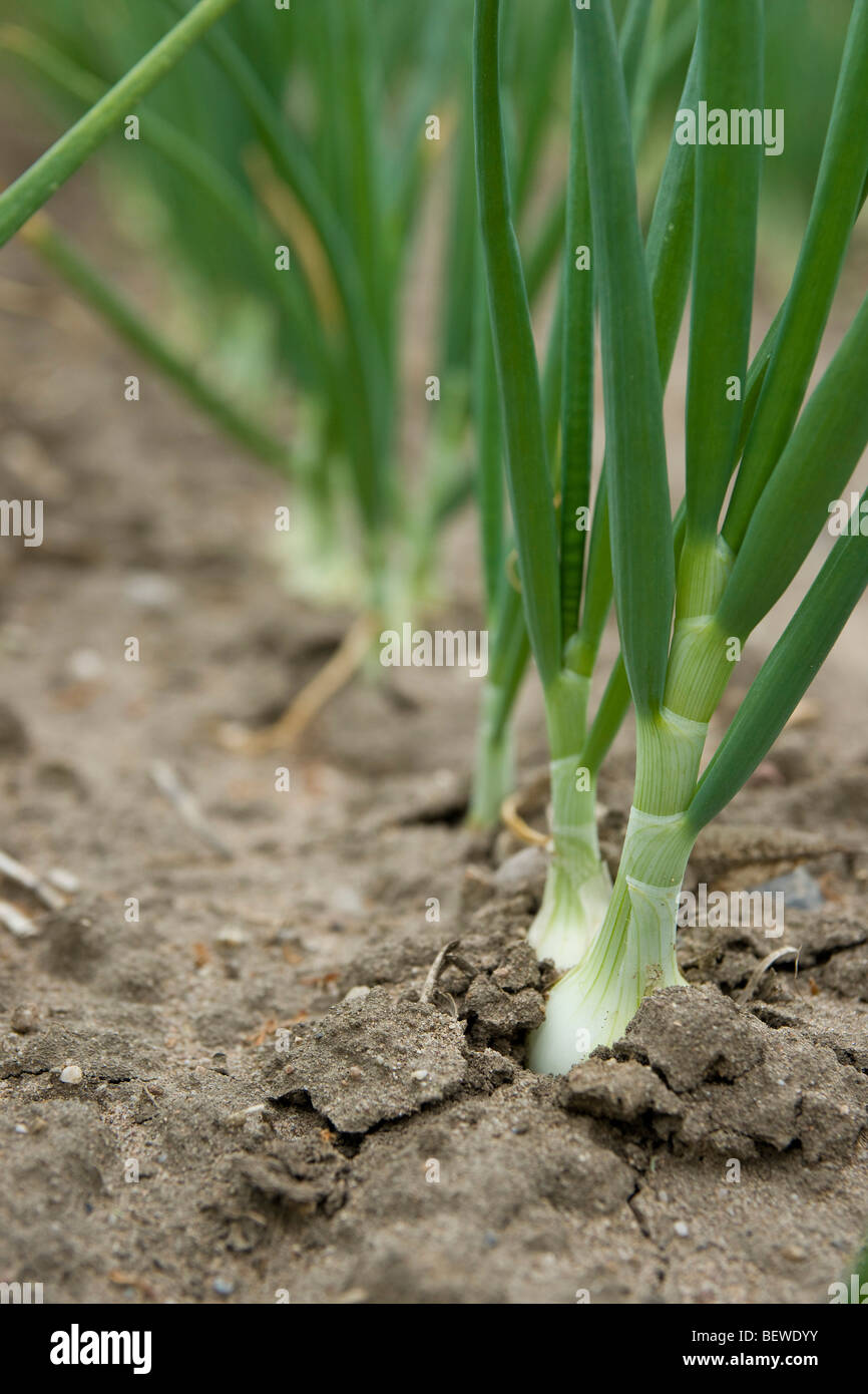 Spring onions growing on a field, close-up Stock Photo - Alamy