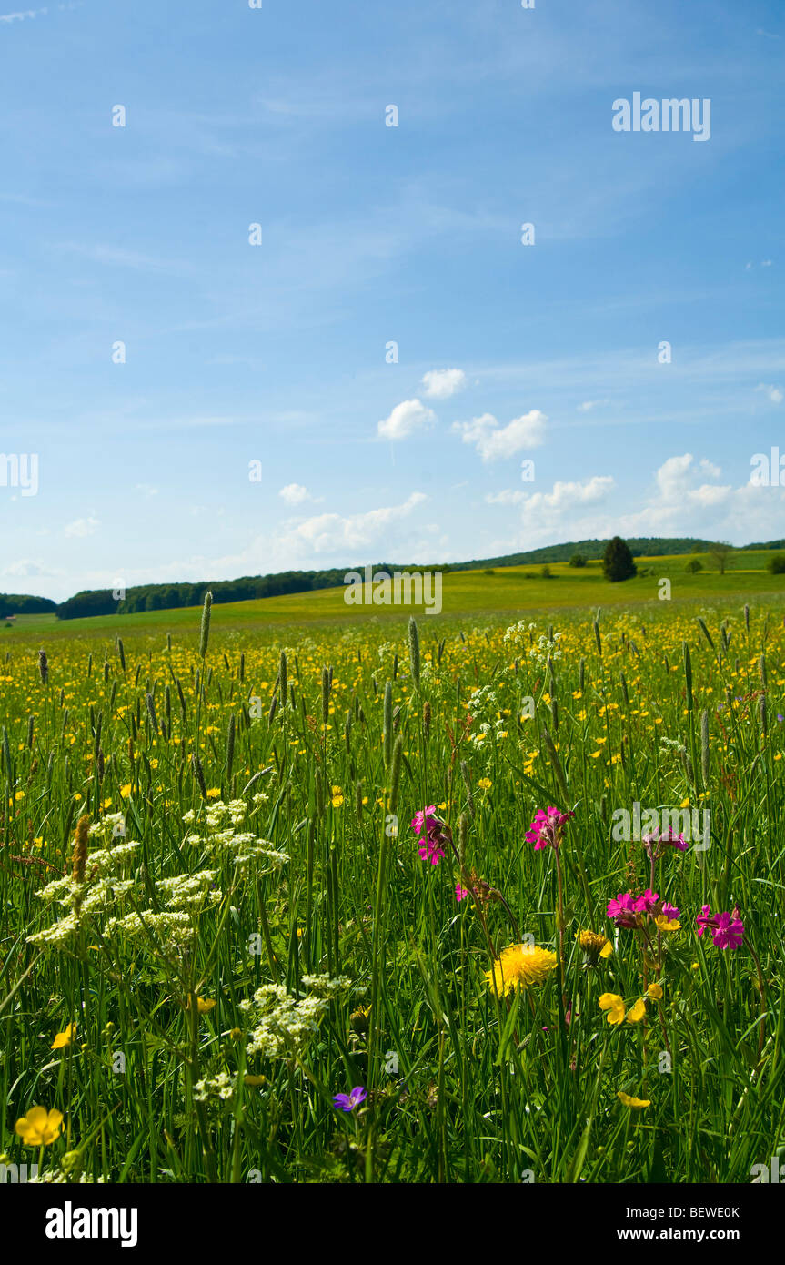 Flourishing meadow hi-res stock photography and images - Alamy