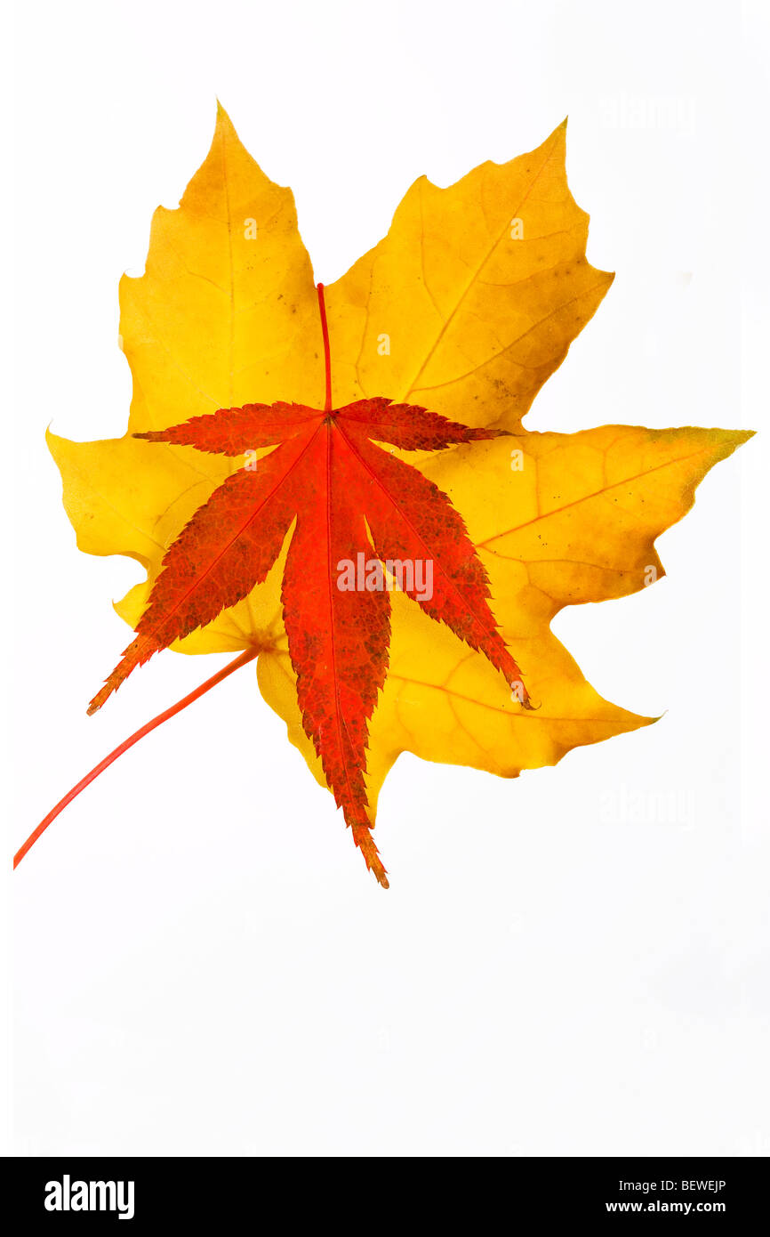 Sycamore and Purple Leaved Maple against a white background Stock Photo ...