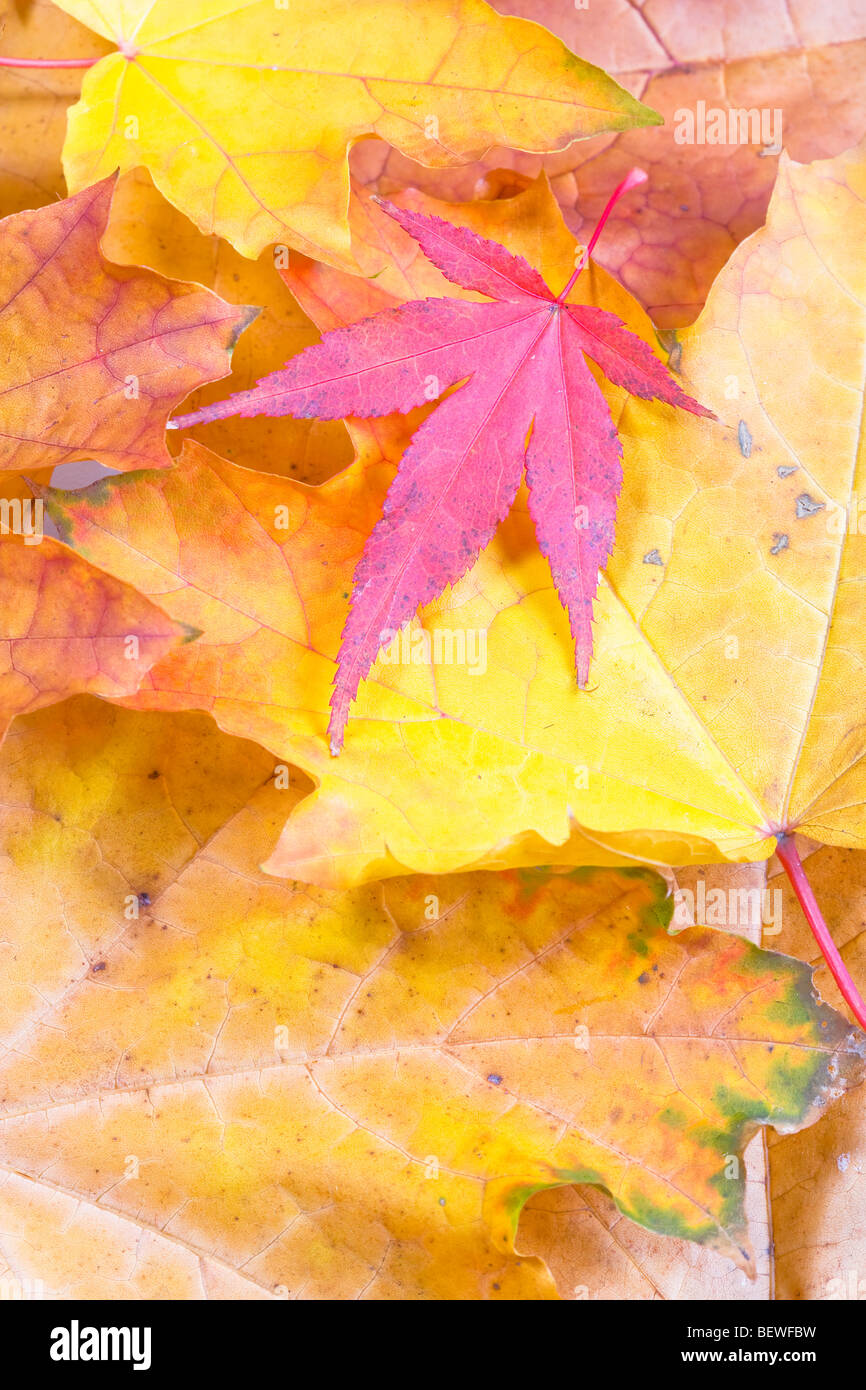 Autumn Leaves Sycamore and Purple Leaved Maple Stock Photo - Alamy