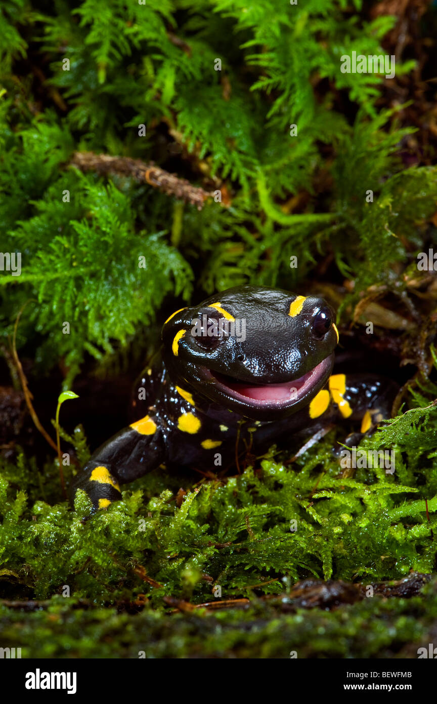 Salamander Mouth