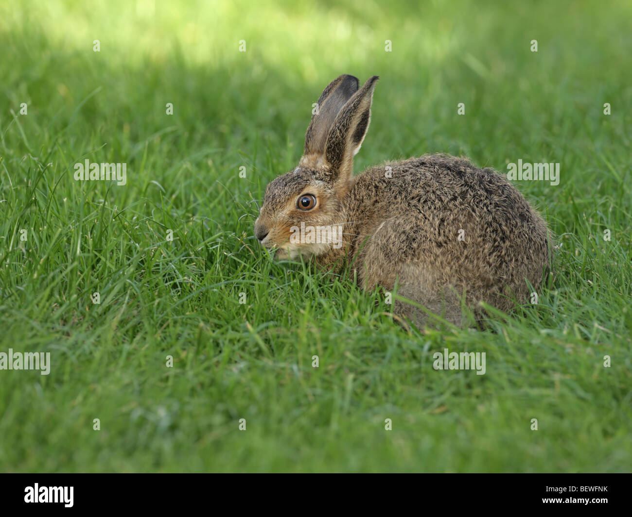 Brown hare, Lepus capensis, leveret sitting in grass Stock Photo - Alamy