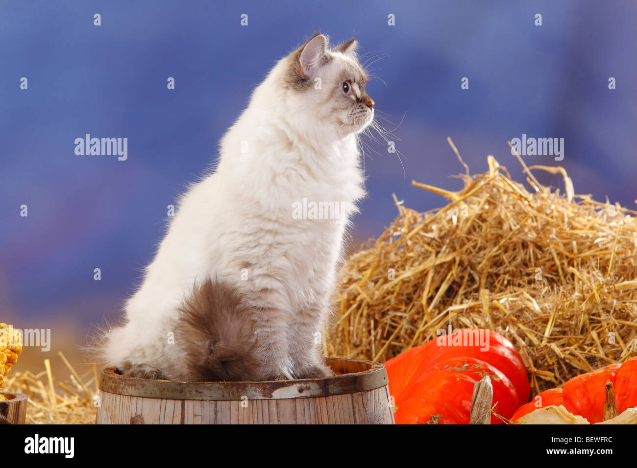 British Longhair Cat, chocolate-tabby-point / Highlander, Lowlander ...