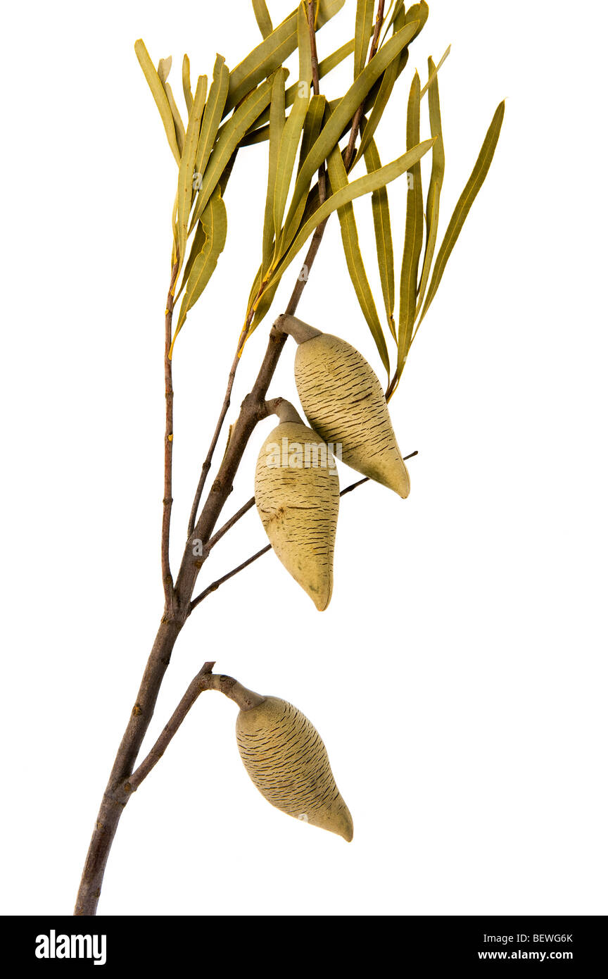 Sandplain Woody Pear Xylomelum angustifolium woody fruits Proteaceae ...