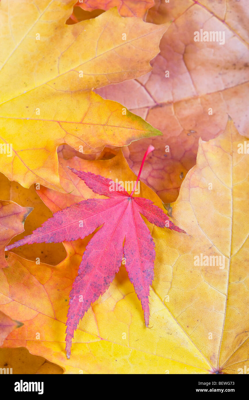 Autumn Leaves Sycamore and Purple Leaved Maple Stock Photo - Alamy