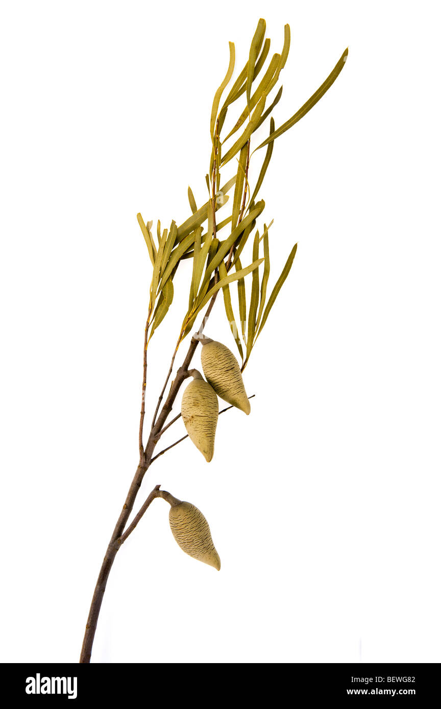 Sandplain Woody Pear Xylomelum angustifolium woody fruits Proteaceae ...