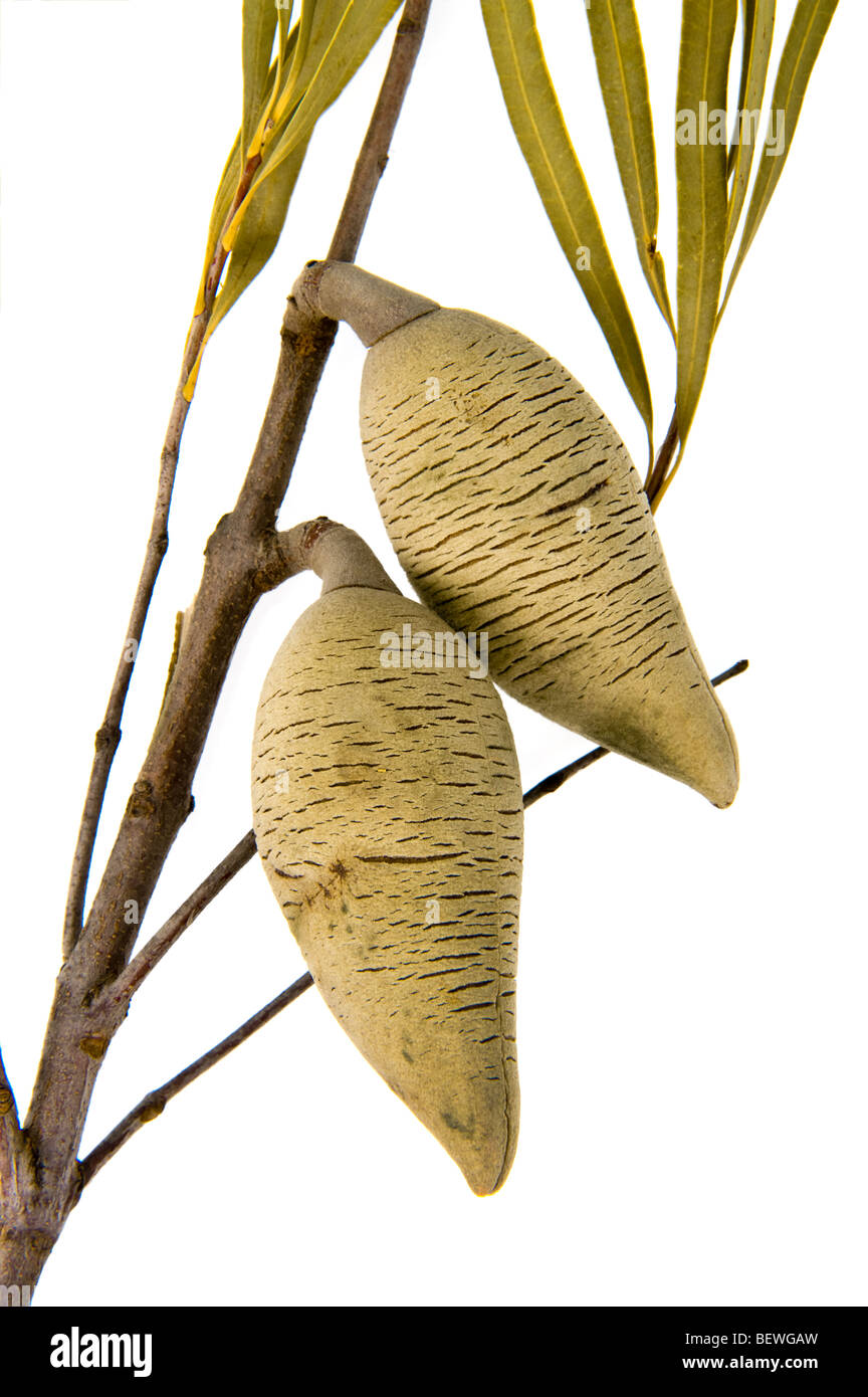 Sandplain Woody Pear Xylomelum angustifolium woody fruits Proteaceae ...
