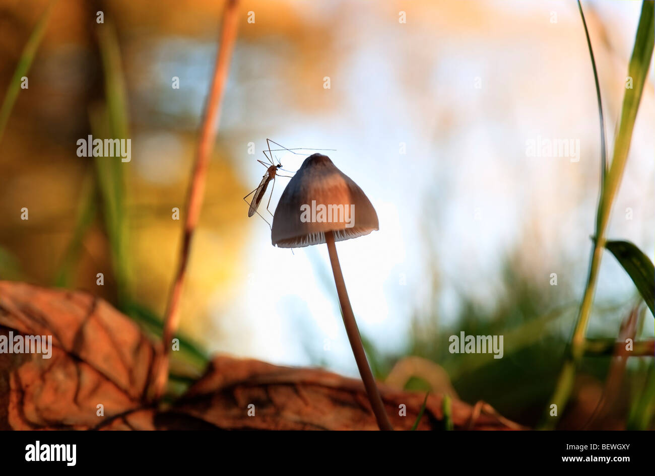 An insect on top of a mushroom Stock Photo - Alamy