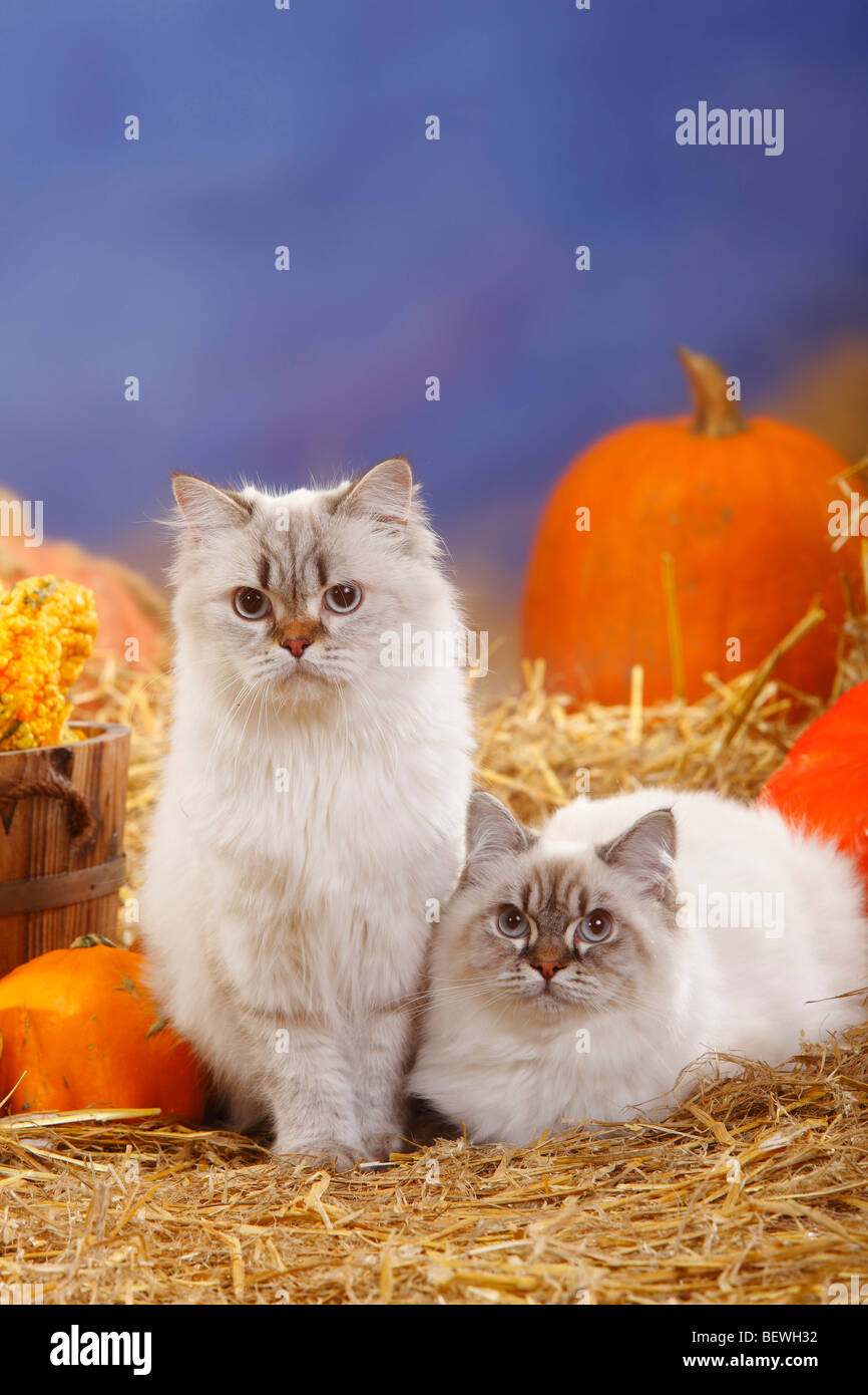 British Longhair Cat, chocolate-tabby-point / Highlander, Lowlander ...