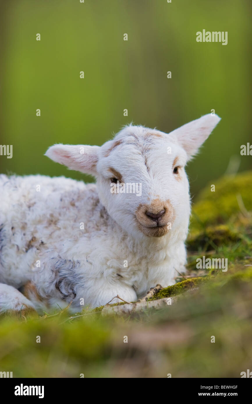 Welsh lamb in Wales UK Stock Photo - Alamy