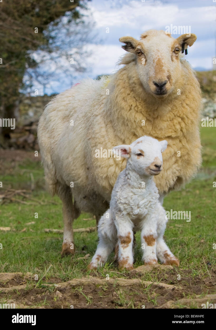 Welsh mountain ewe with lamb Stock Photo - Alamy
