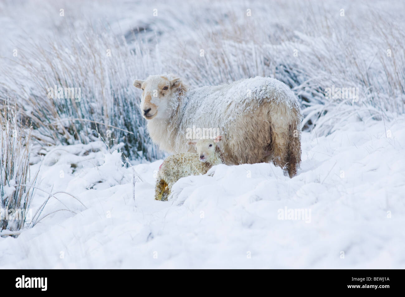 welsh mountain sheep with lamb in snow Stock Photo - Alamy