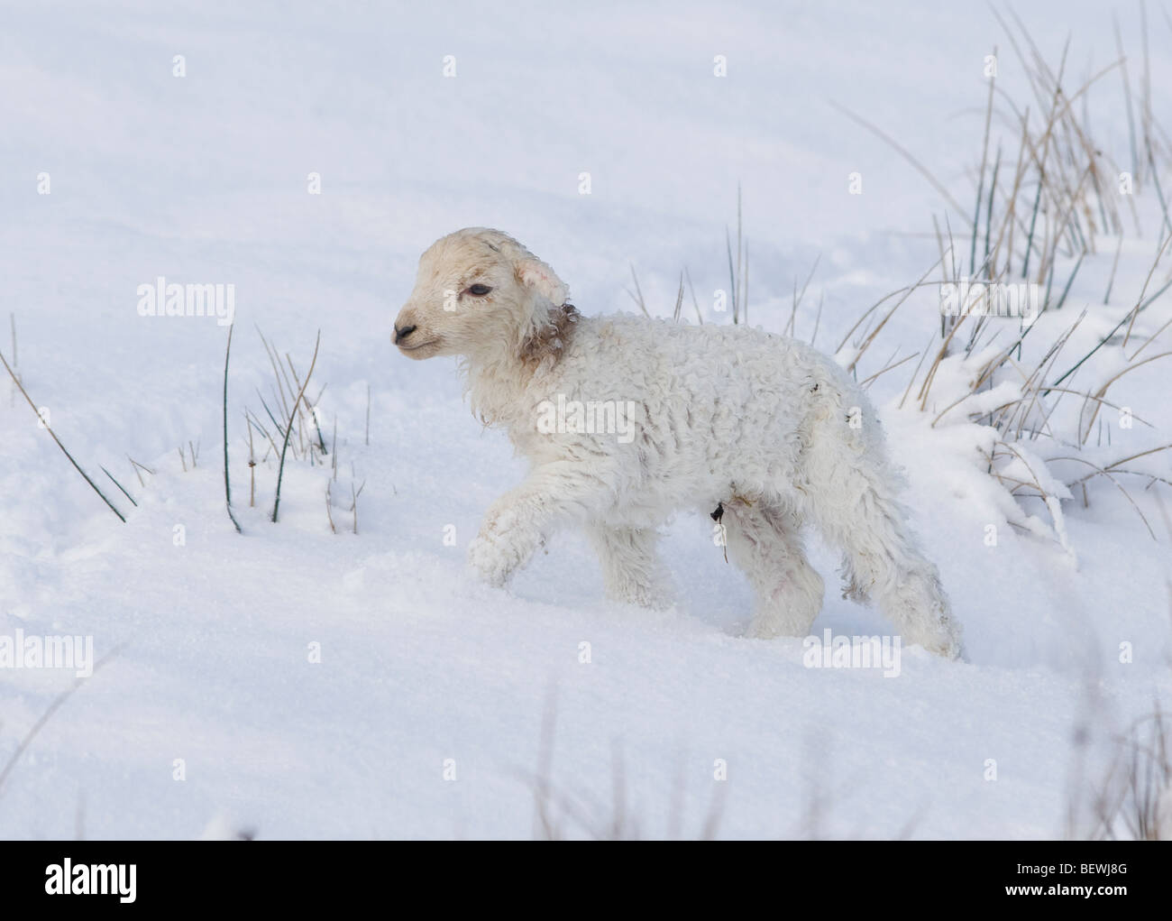 Welsh mountain lamb in snow Stock Photo - Alamy