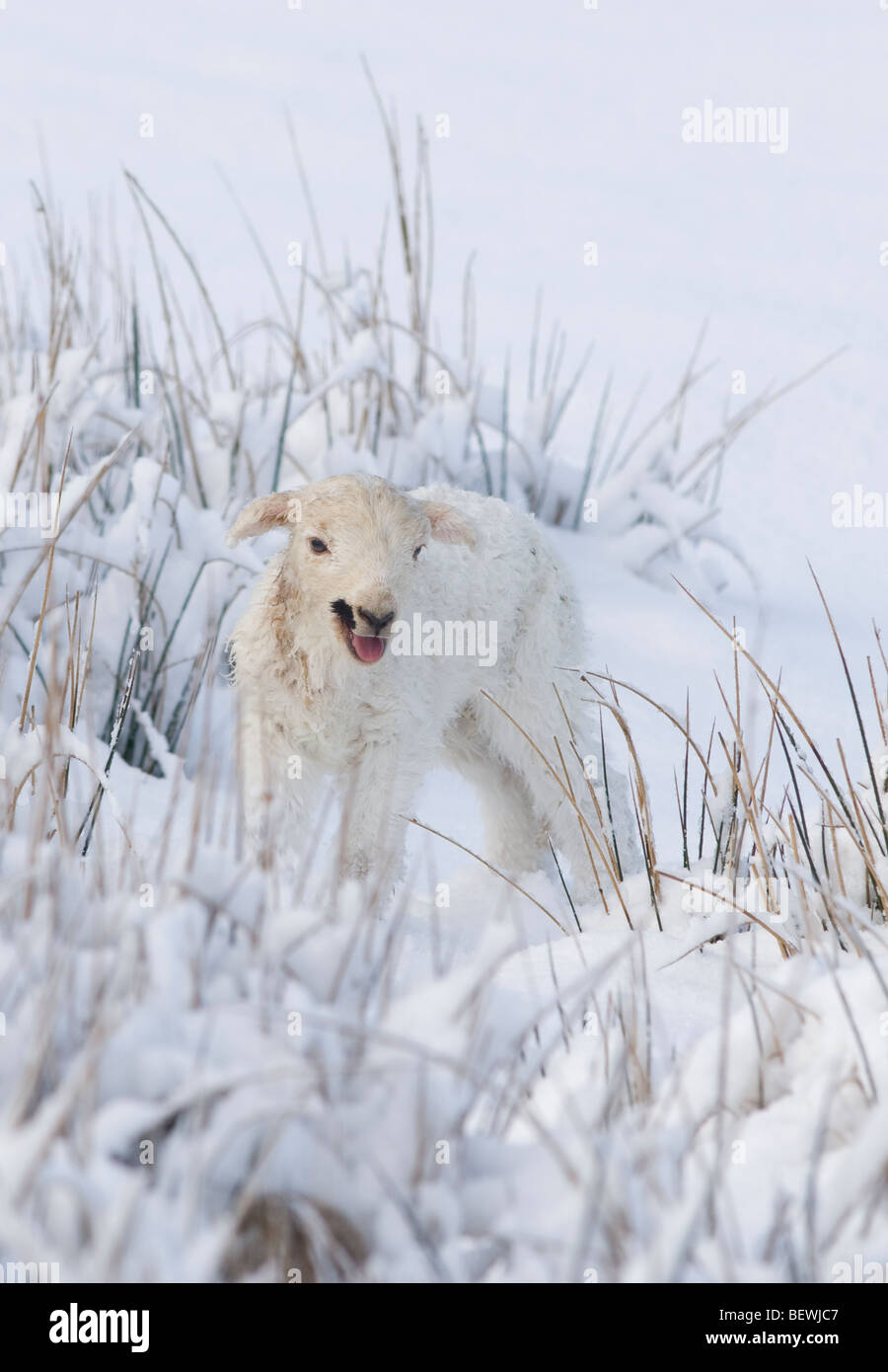 Livestock farming farming hi-res stock photography and images - Alamy
