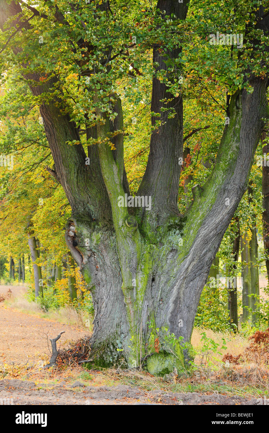 Old lime tree in autumn.Tilia cordata Stock Photo - Alamy