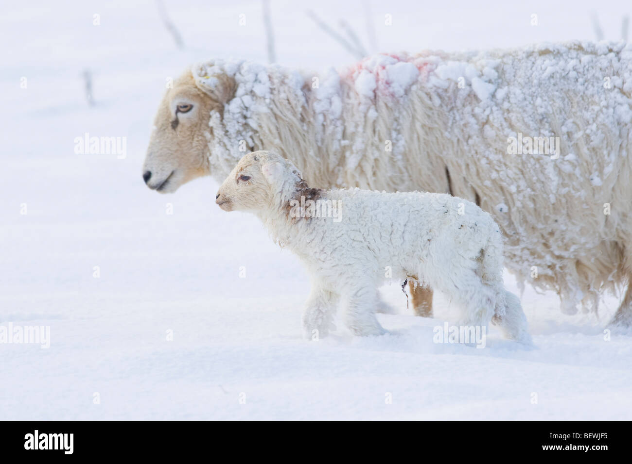 sheep with lamb in the snow Stock Photo - Alamy