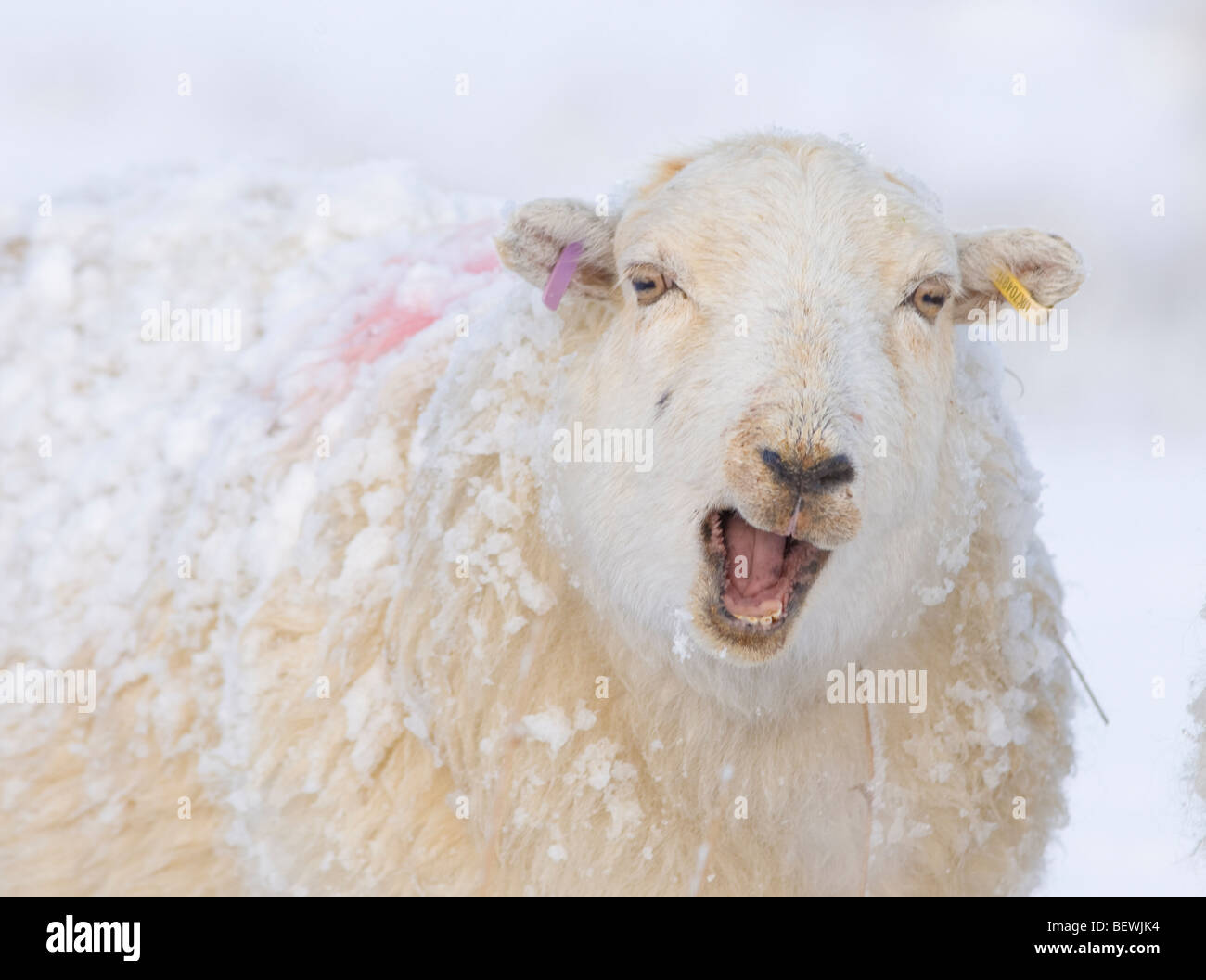 Welsh mountain sheep calling for its lamb Stock Photo - Alamy