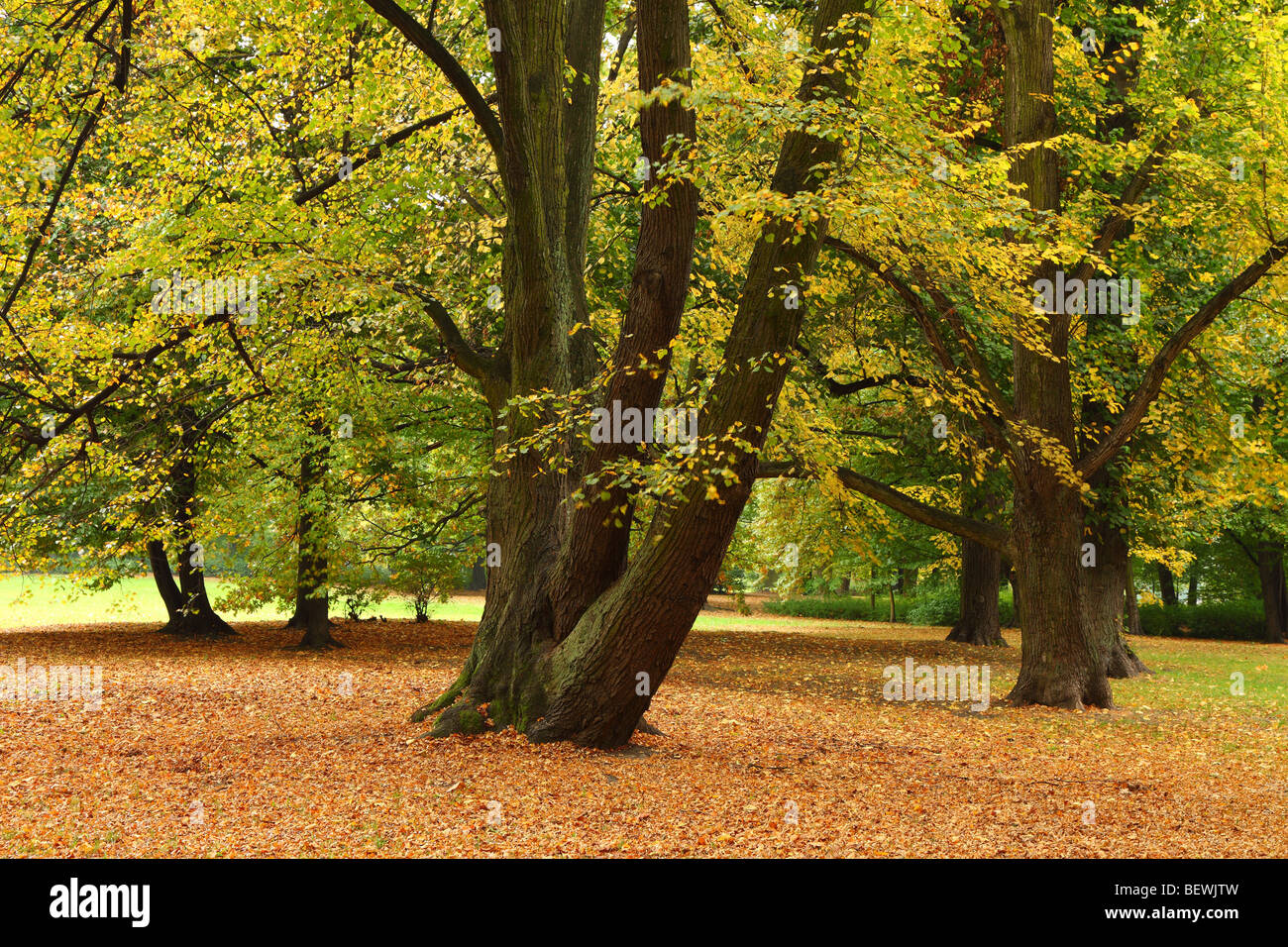 Old lime trees in autumn.Tilia cordata Stock Photo - Alamy