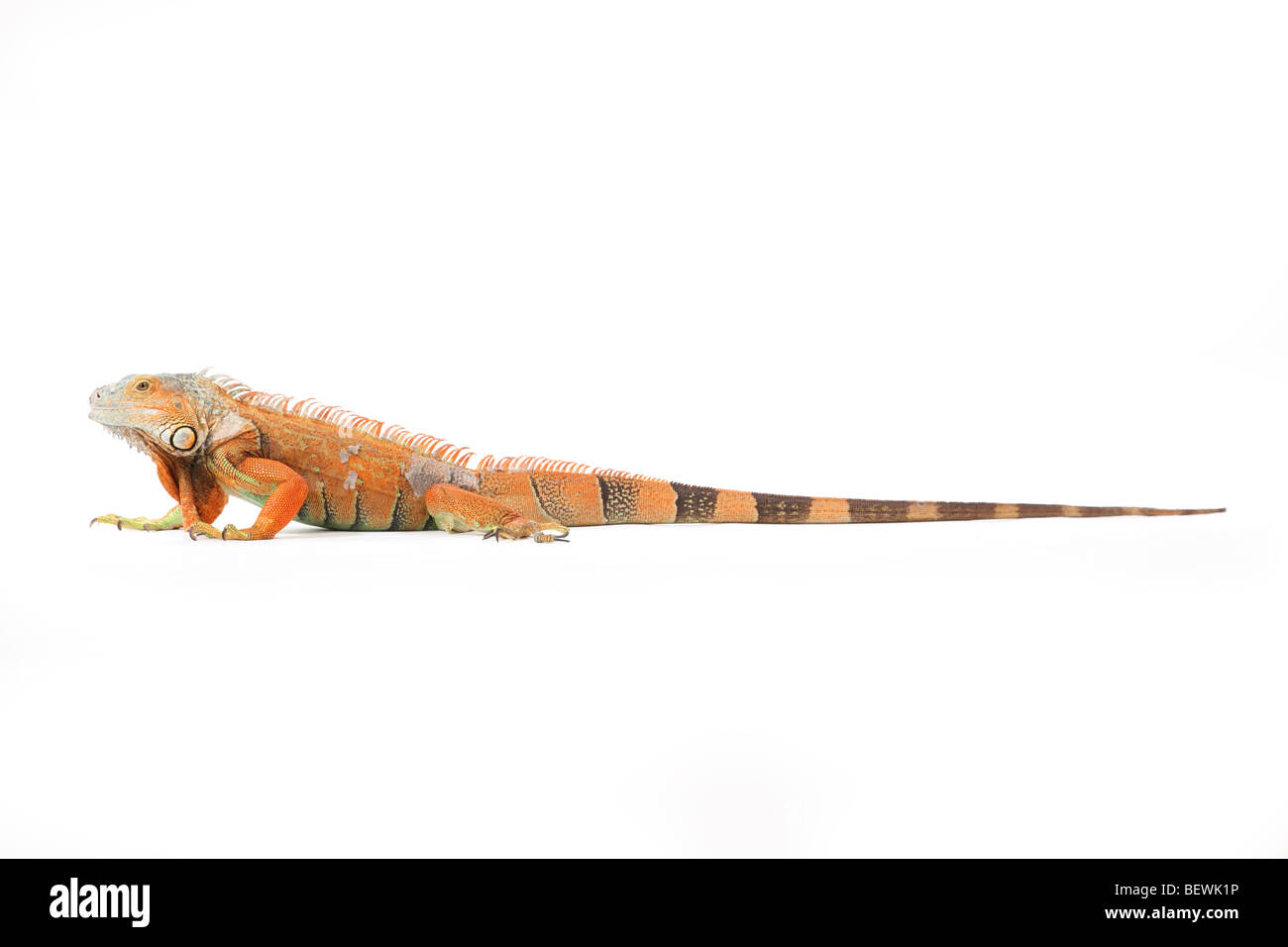 Large photograph Cut Out Stock Images & Pictures - Alamy