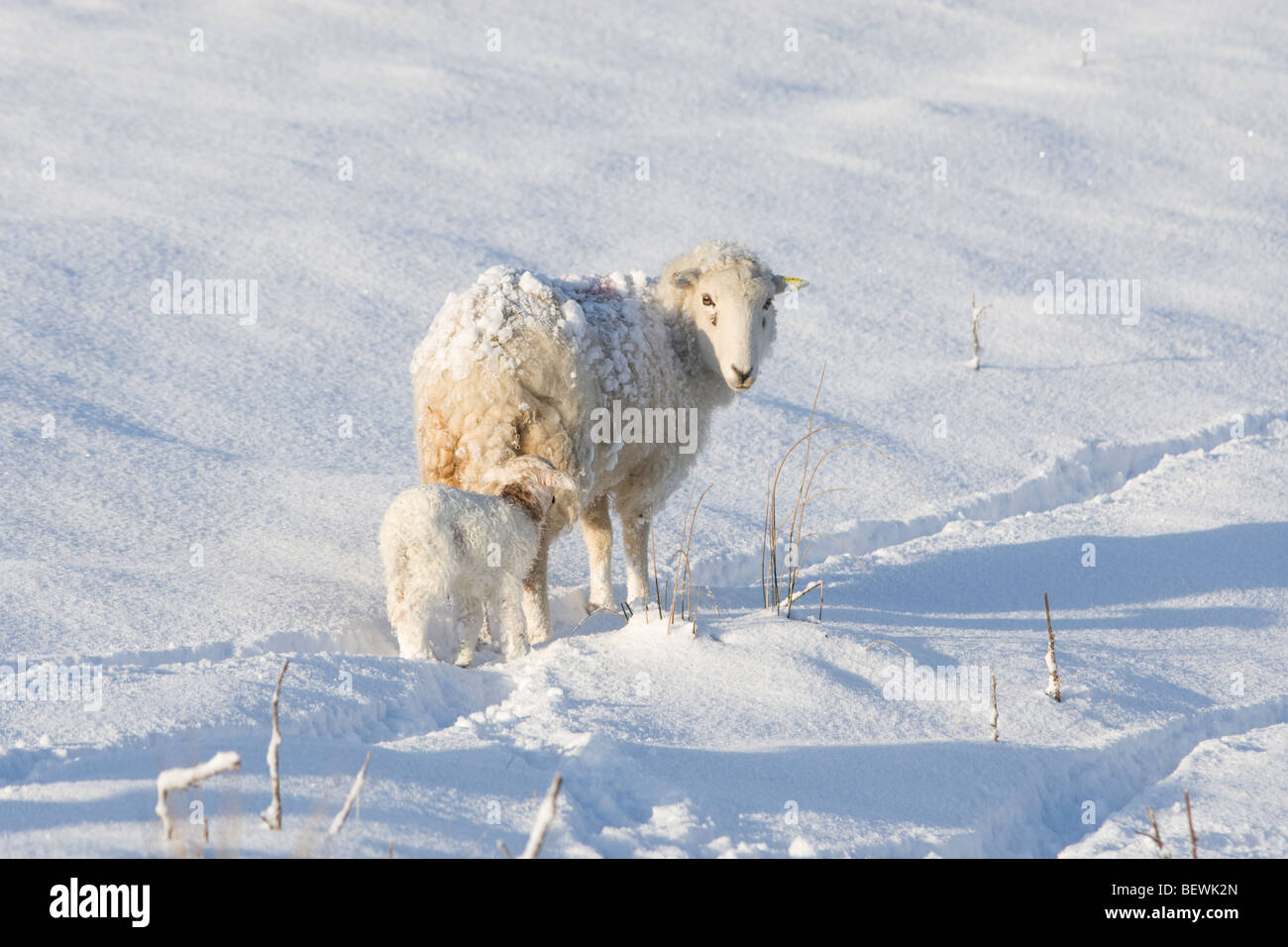 Welsh ewe and lamb hi-res stock photography and images - Alamy