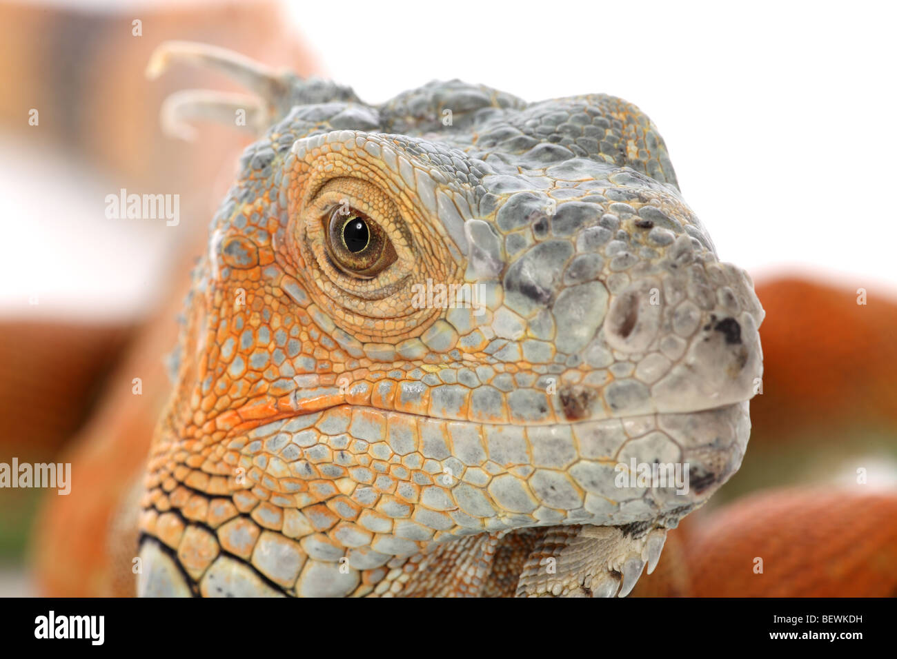 Studio photograph of an Iguana Stock Photo - Alamy