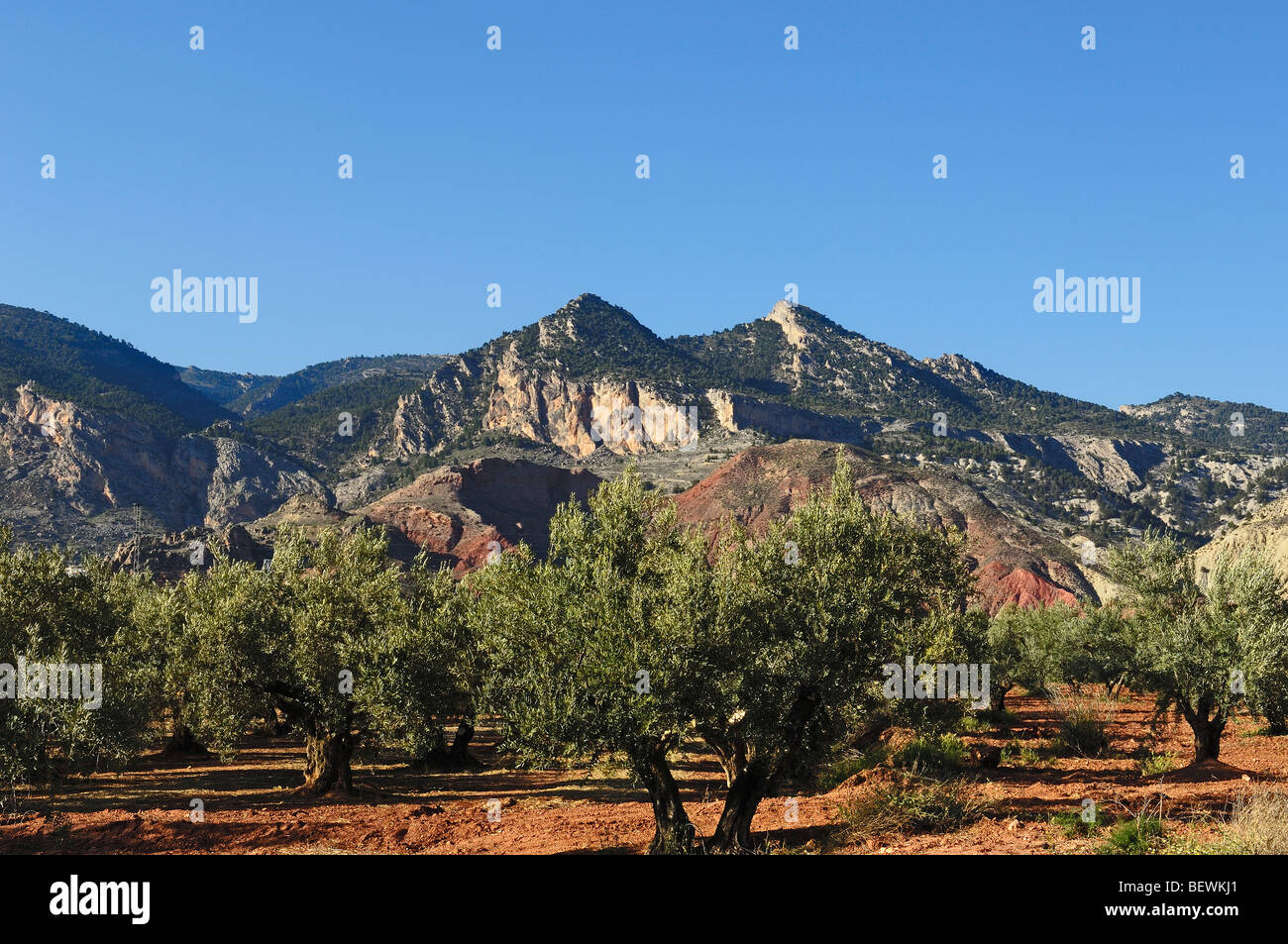 Semi Desert Landscape near Pozo Alcon. Olive Trees. Sierra de Cazorla ...